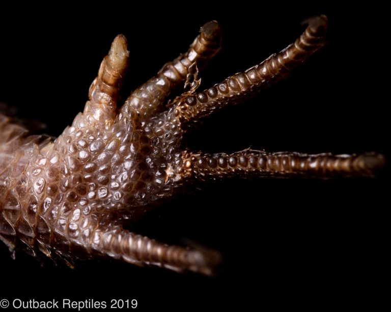 Red Eye Crocodile Skink Care Guide | Outback Reptiles