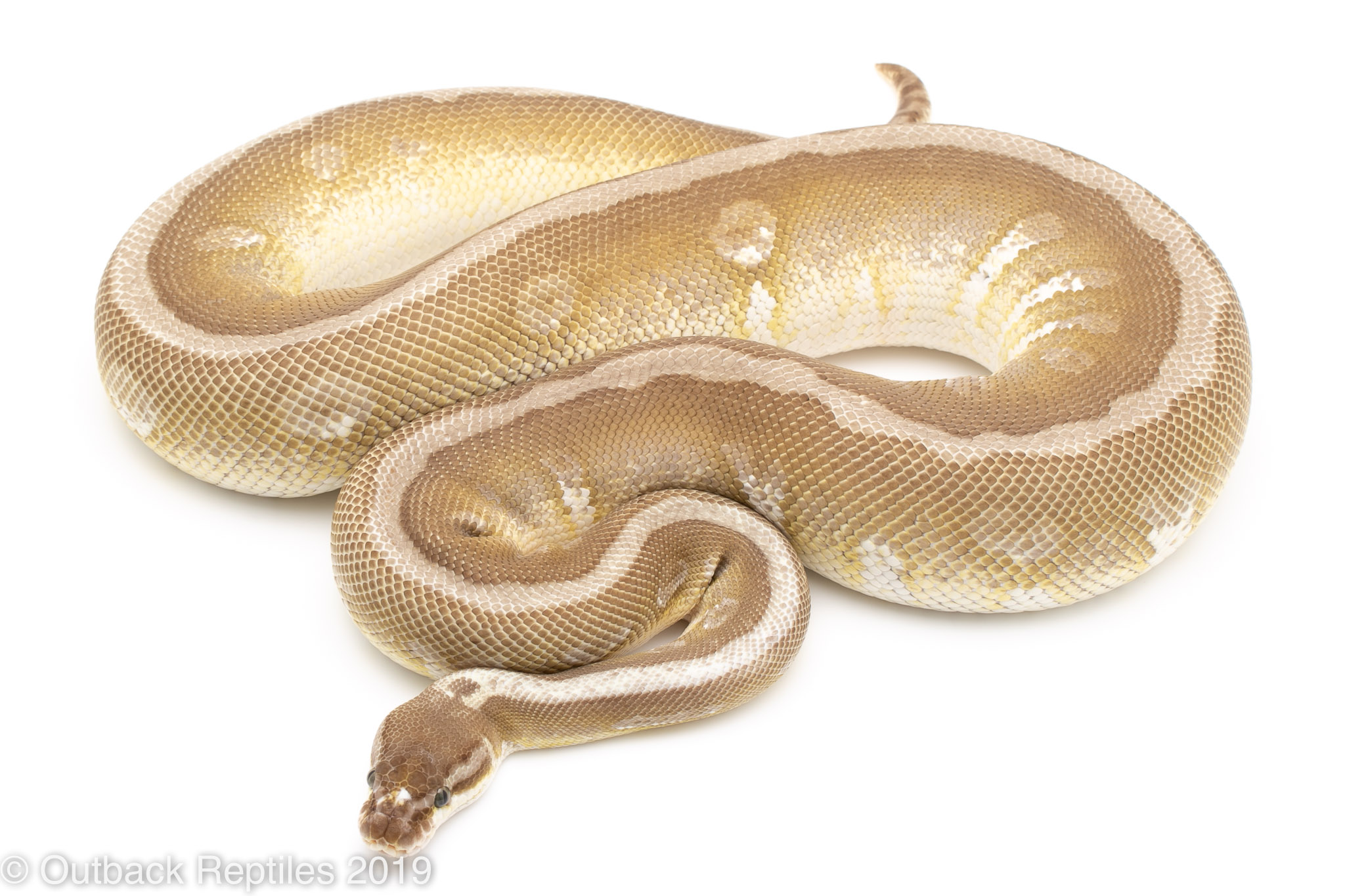Pastel Soul Sucker Ball Python