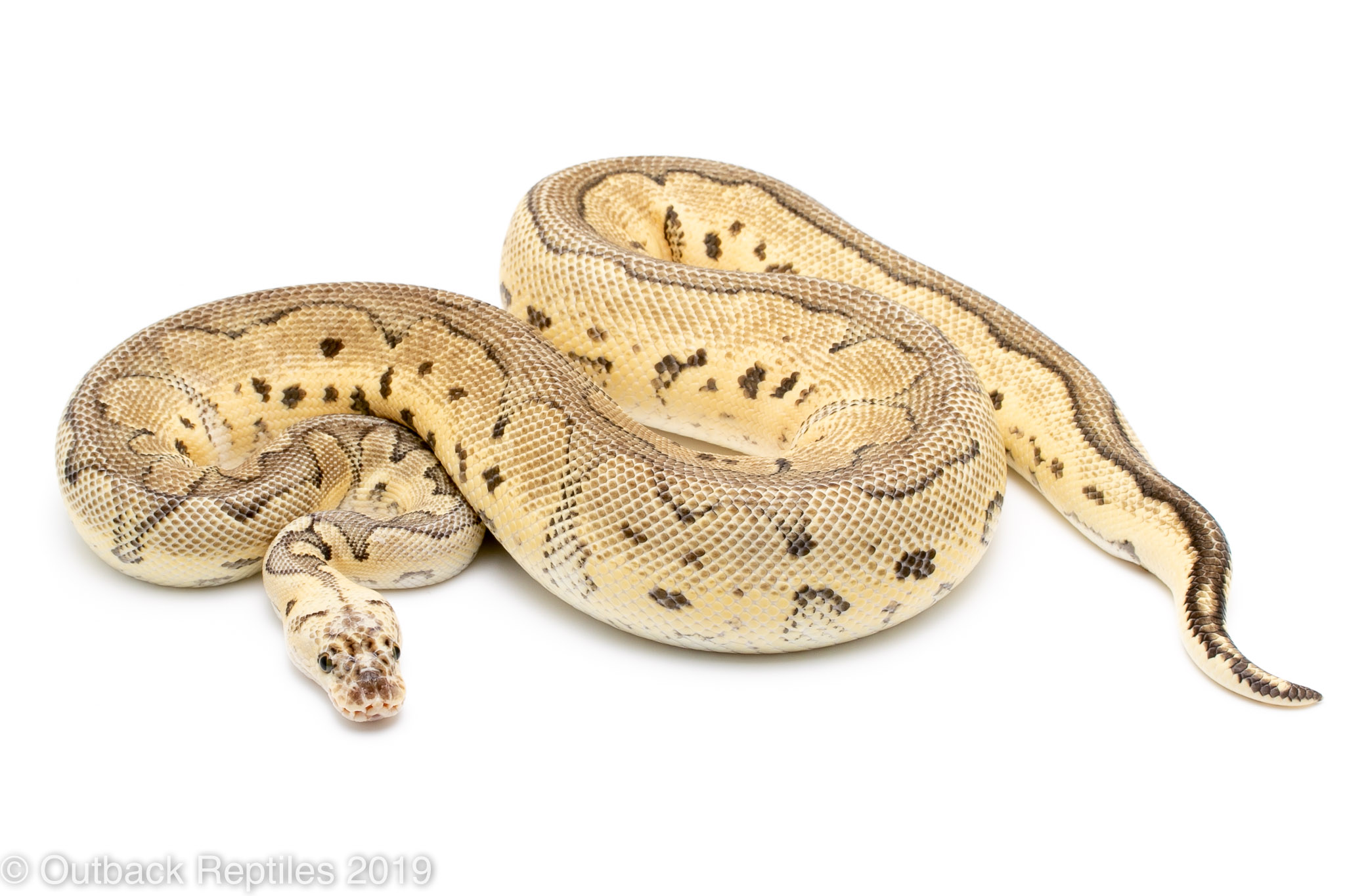 Killer Clown Ball Python