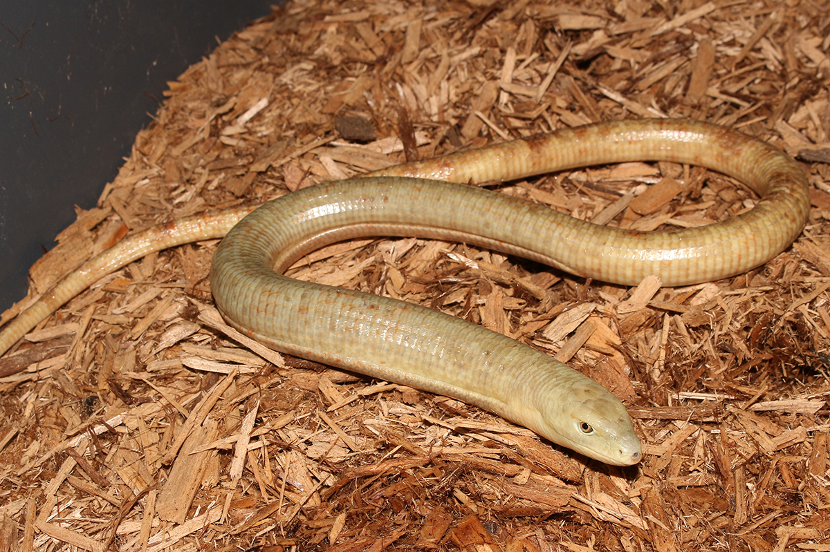 legless-lizard | Outback Reptiles