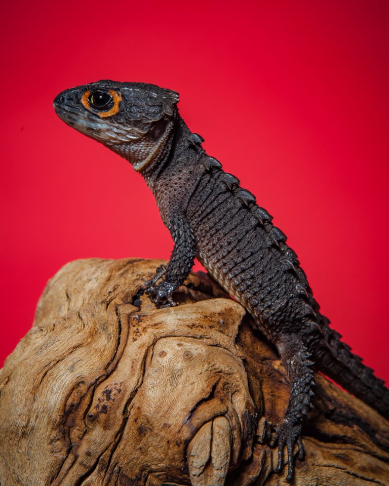 Red Eye Crocodile Skink Care Guide | Outback Reptiles