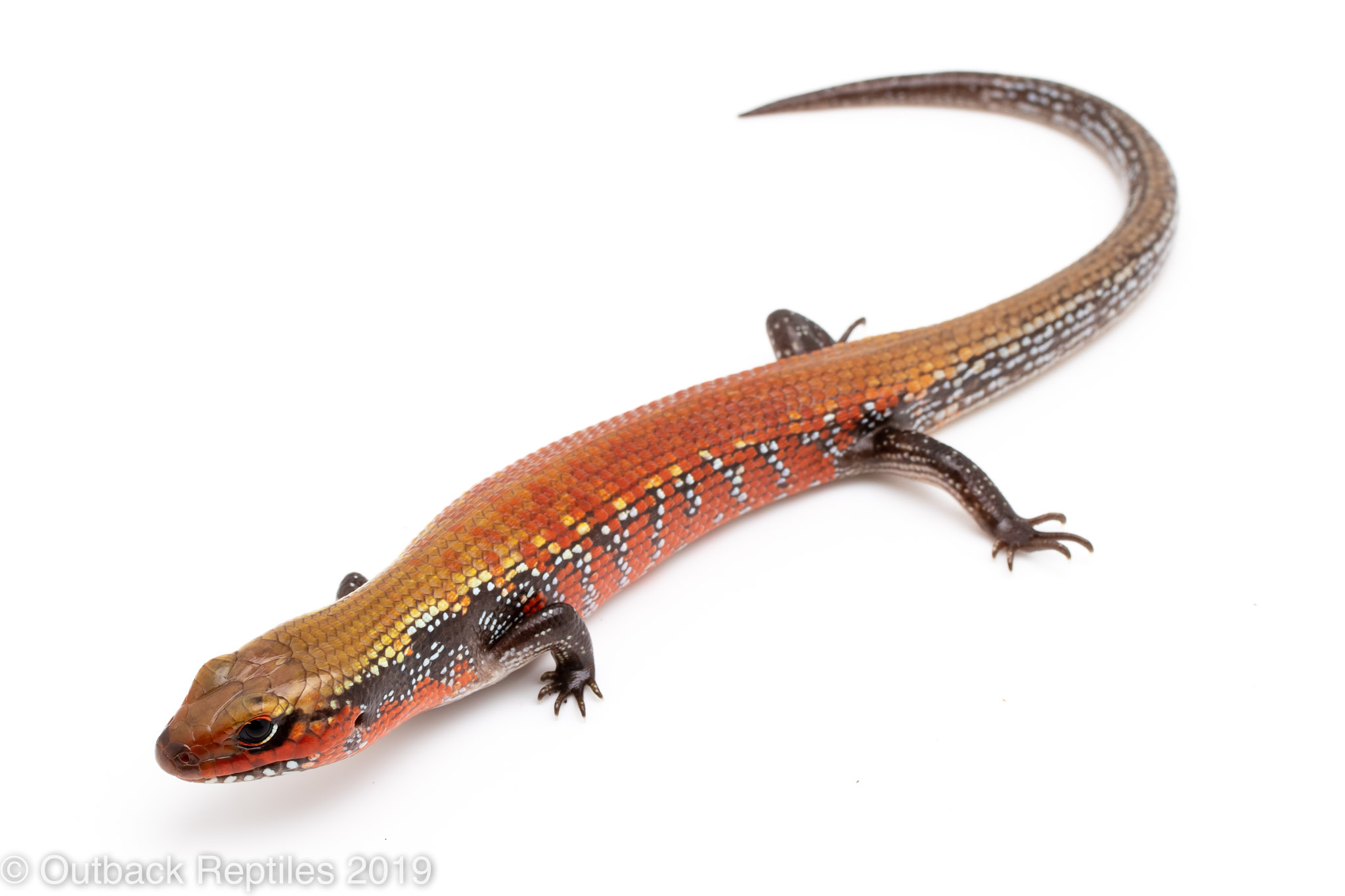 Fire Skink – High Red 2 | Outback Reptiles