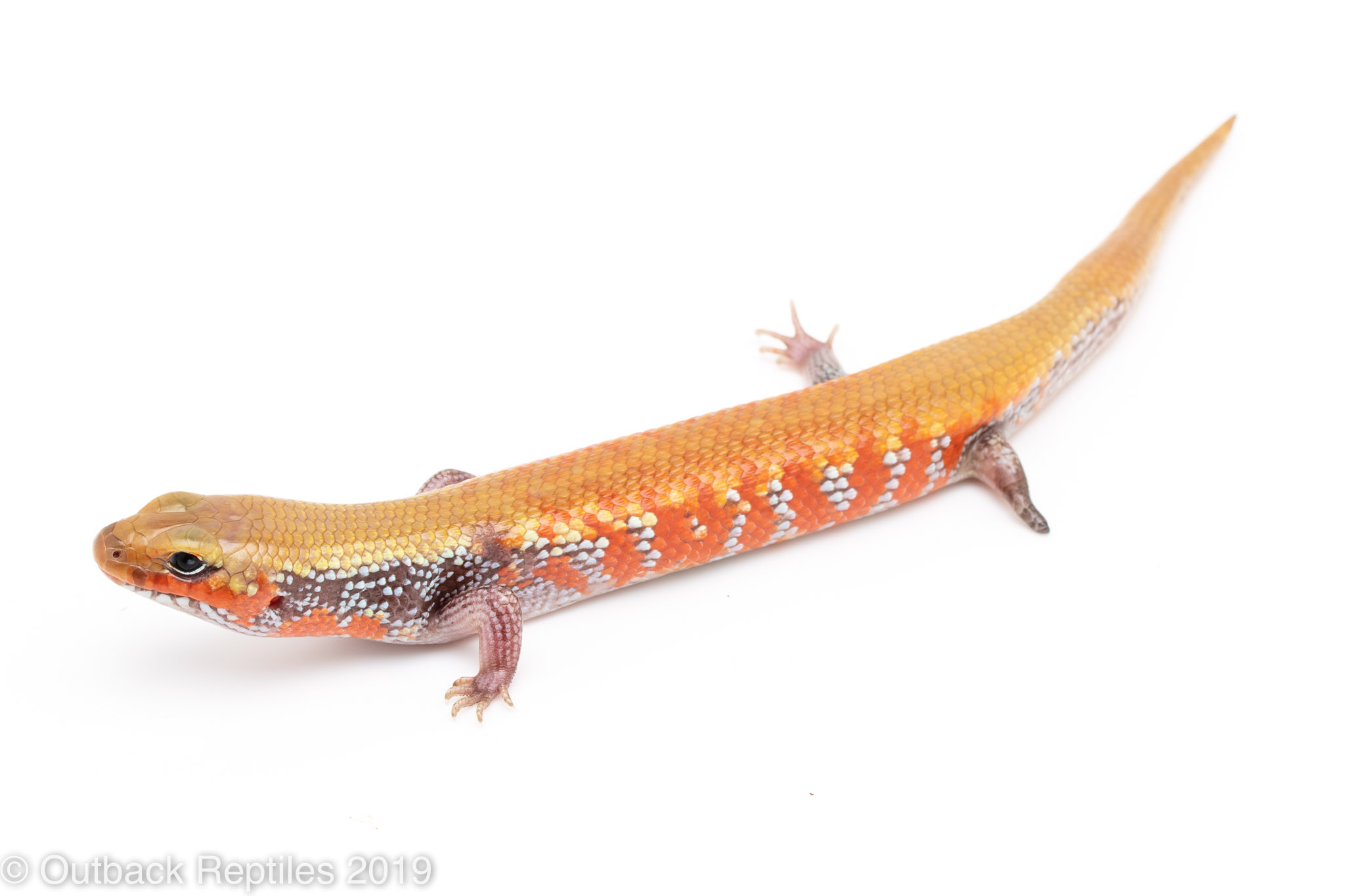 Fire Skink