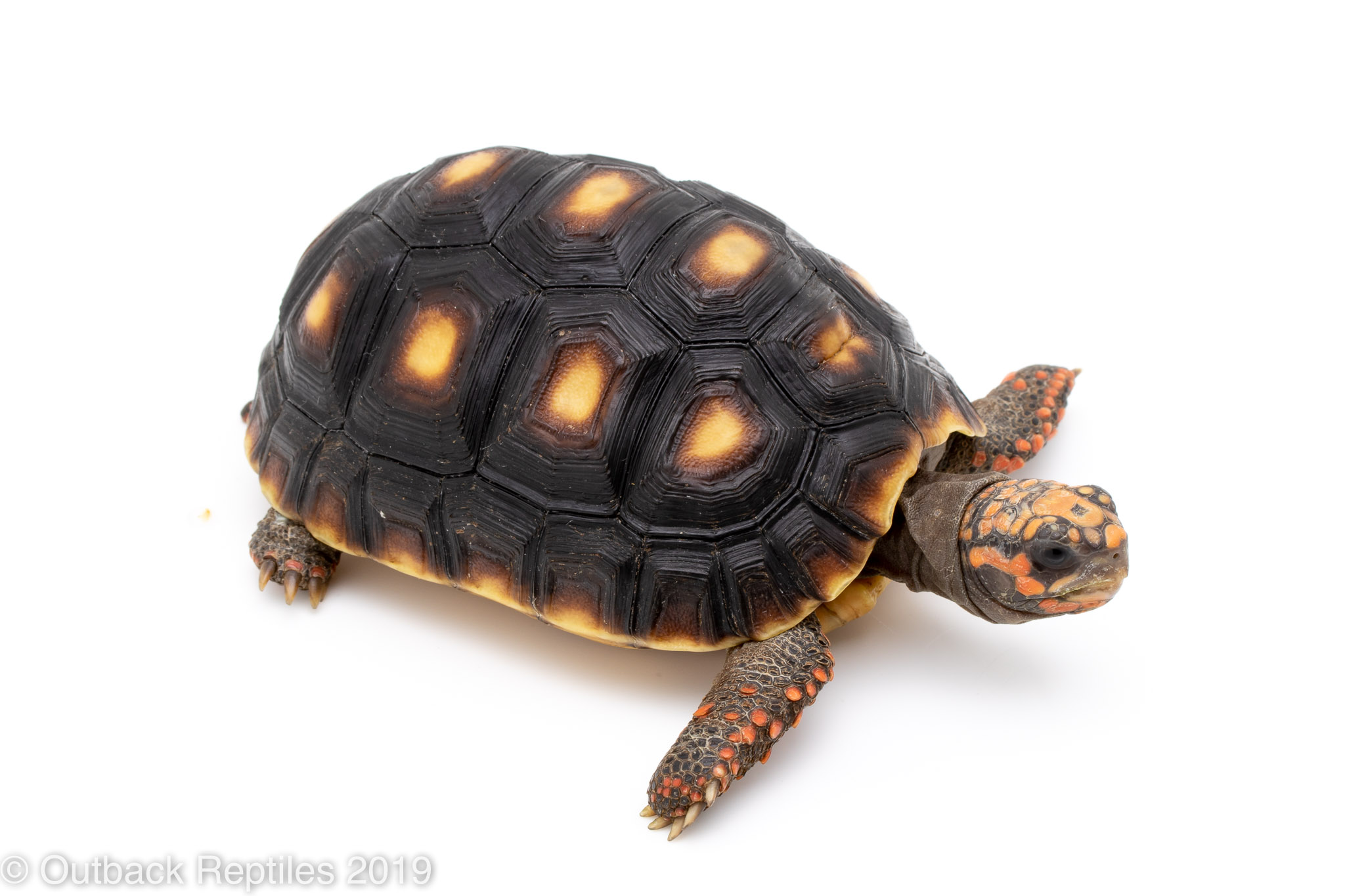 Small redfoot tortoise | Outback Reptiles