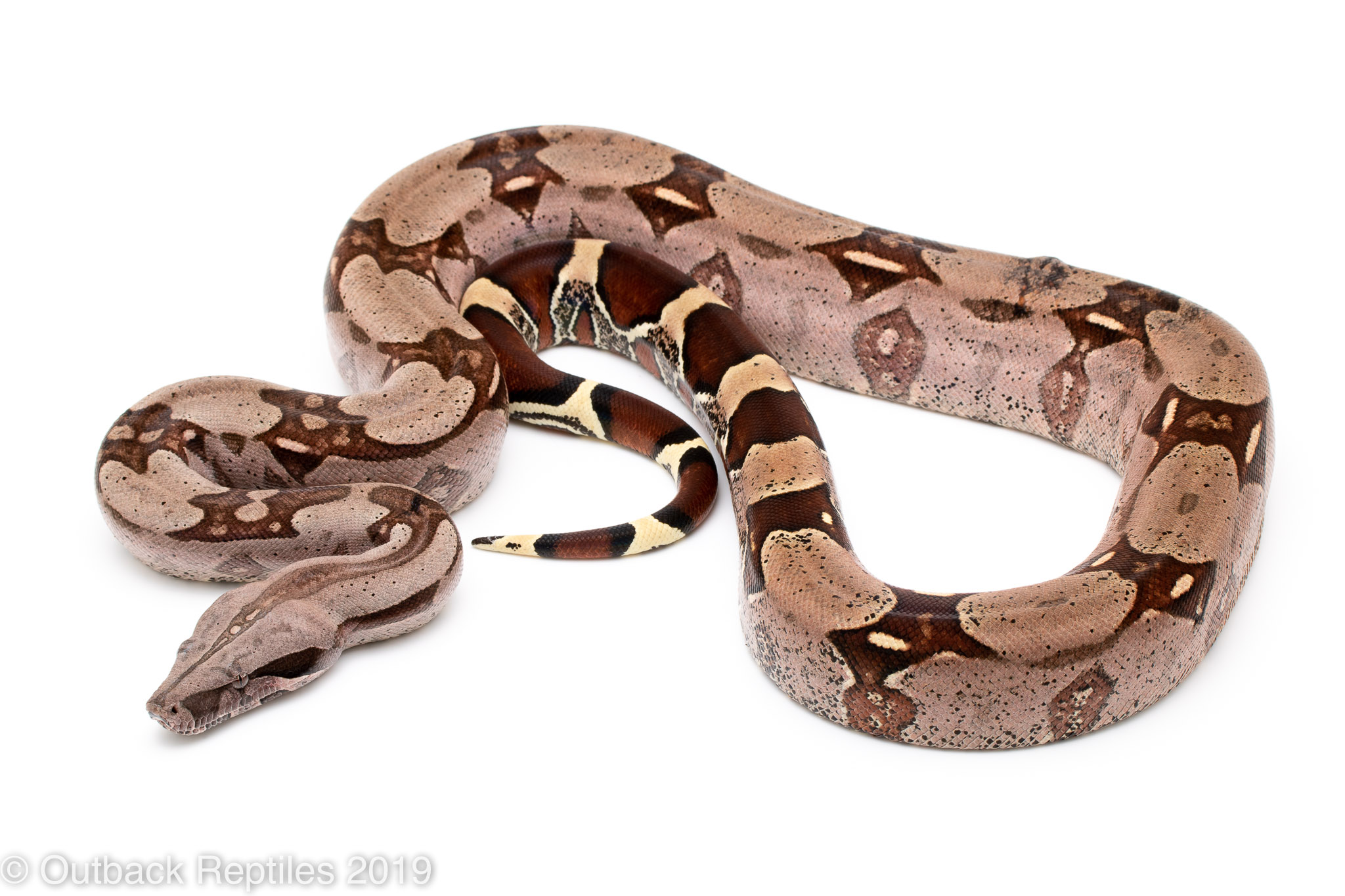 Suriname Redtail boa female | Outback Reptiles