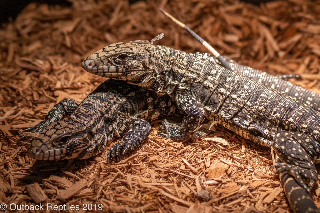 Tegu | Outback Reptiles