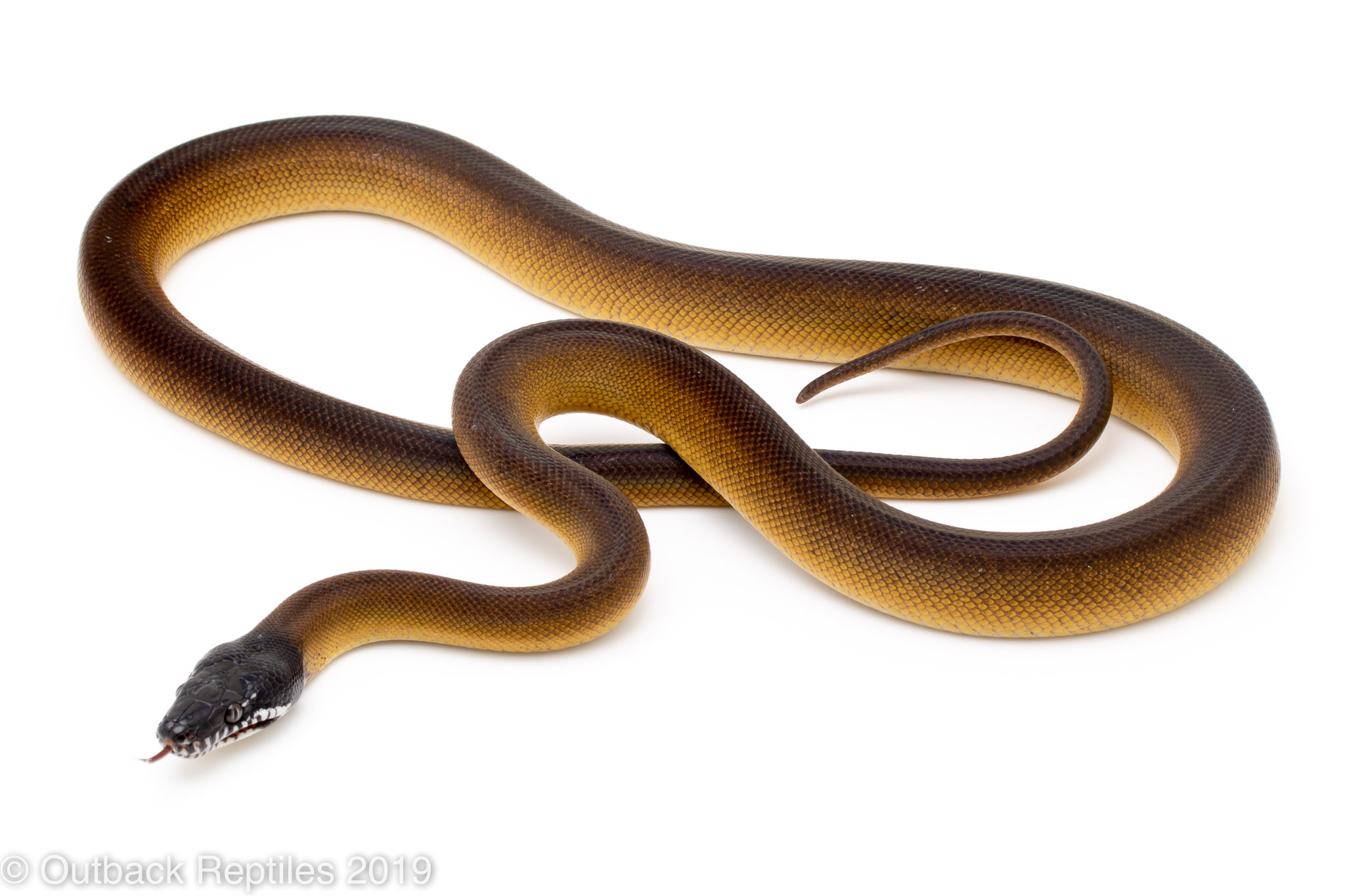 White Lipped Python Female | Outback Reptiles