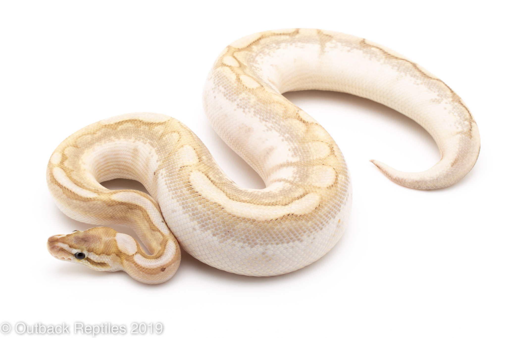 bamboo cinnamon spider | Outback Reptiles