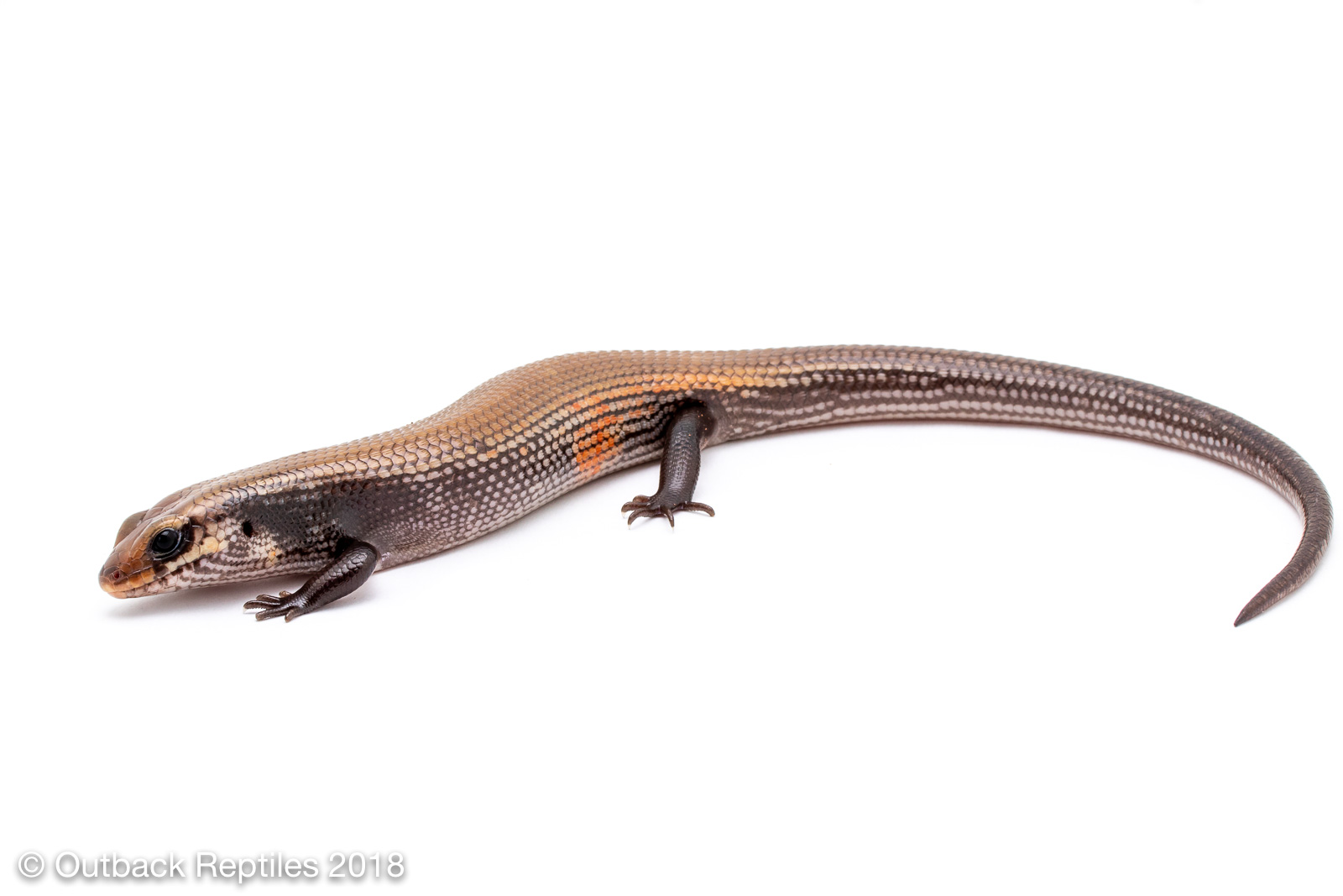 special fire skink | Outback Reptiles