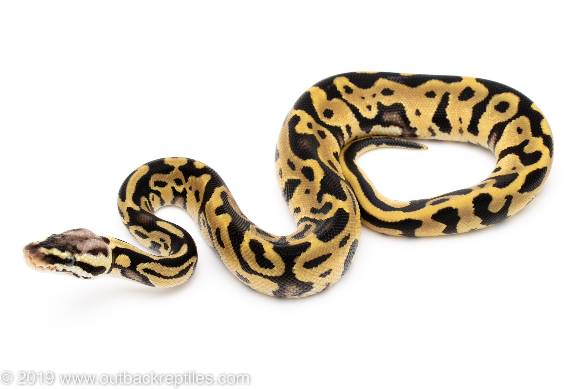 Pastel Leopard female 1 | Outback Reptiles