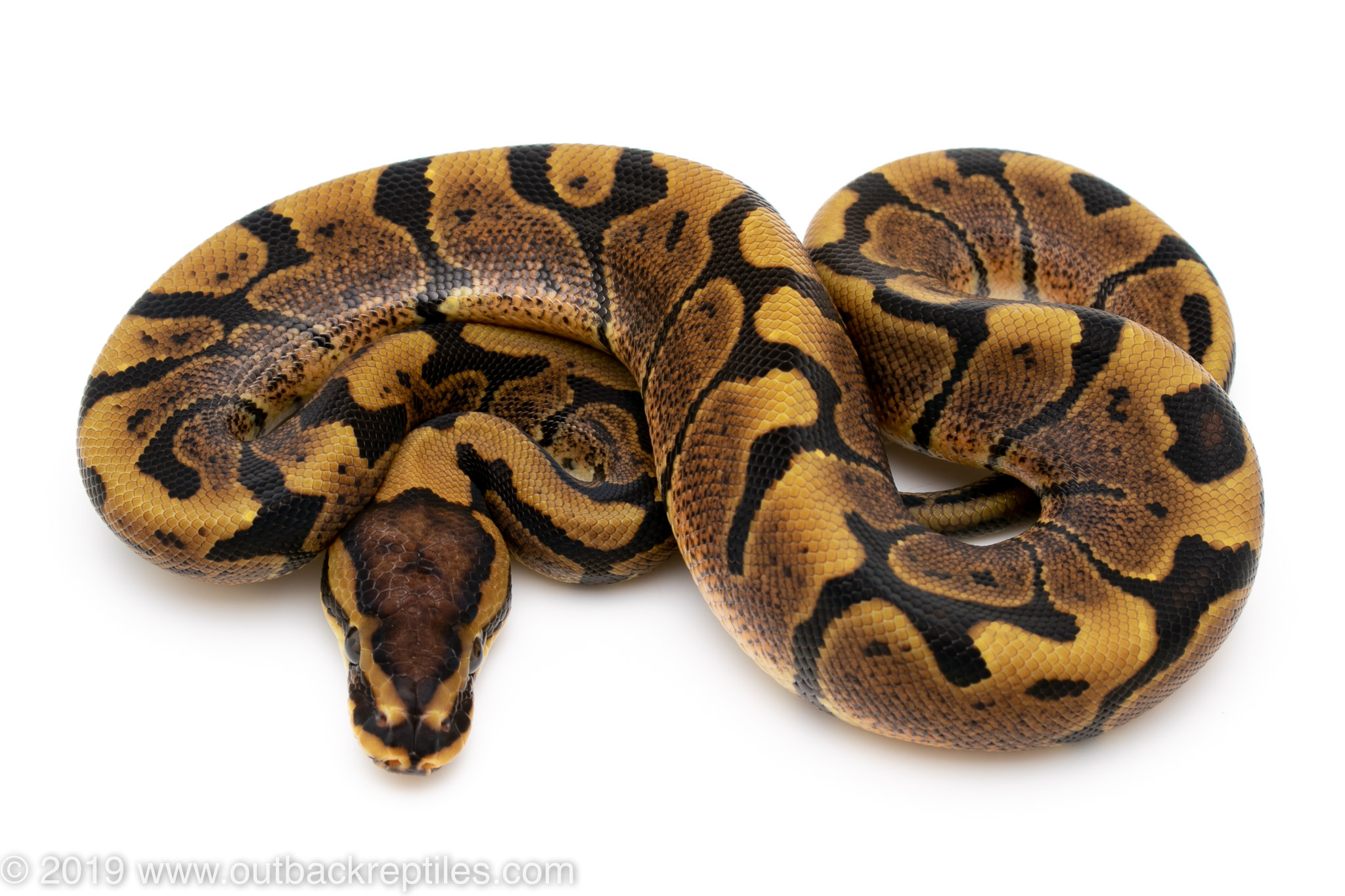 Woma het candy albino | Outback Reptiles