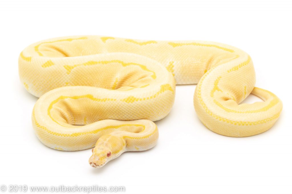 ALbino Pinstripe 2 | Outback Reptiles