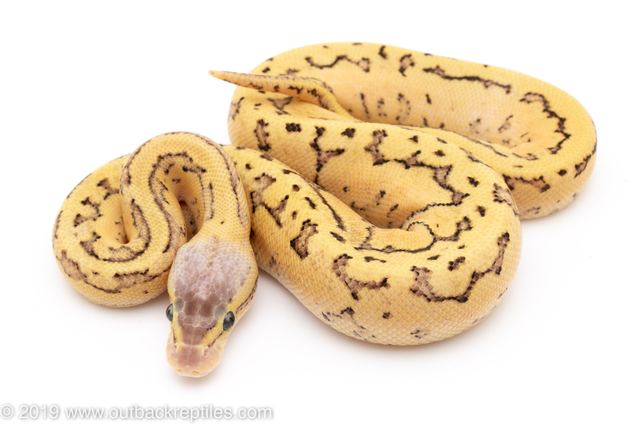 Dragonfly Ball Python