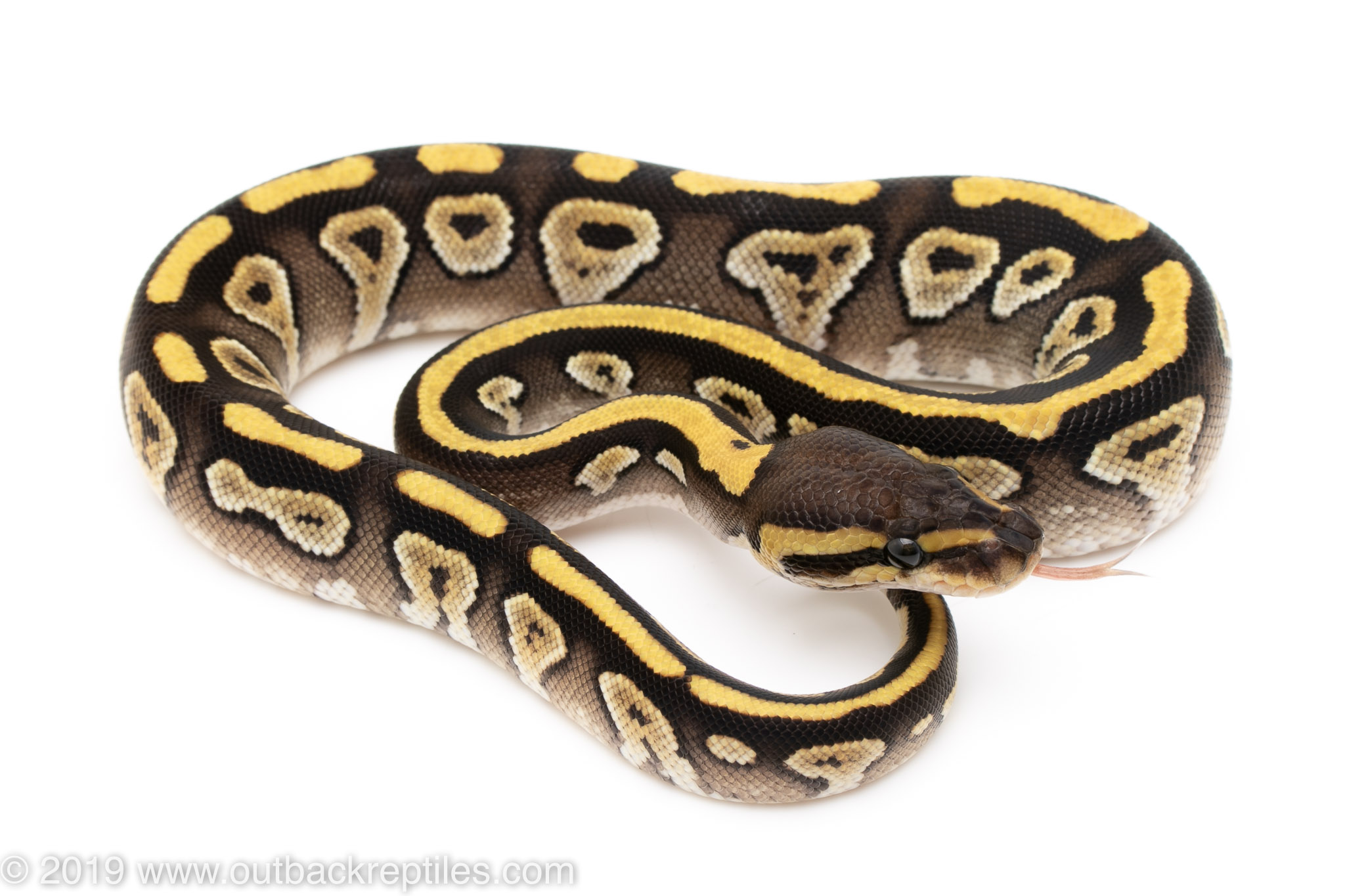 Mojave het Clown female | Outback Reptiles
