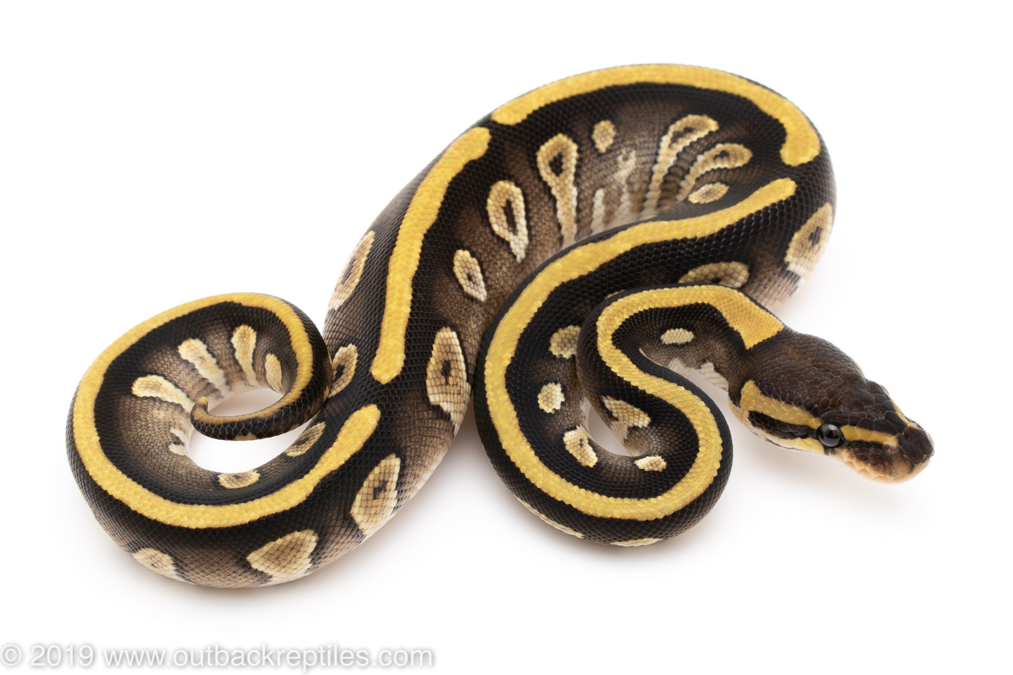 Mojave het Clown m | Outback Reptiles