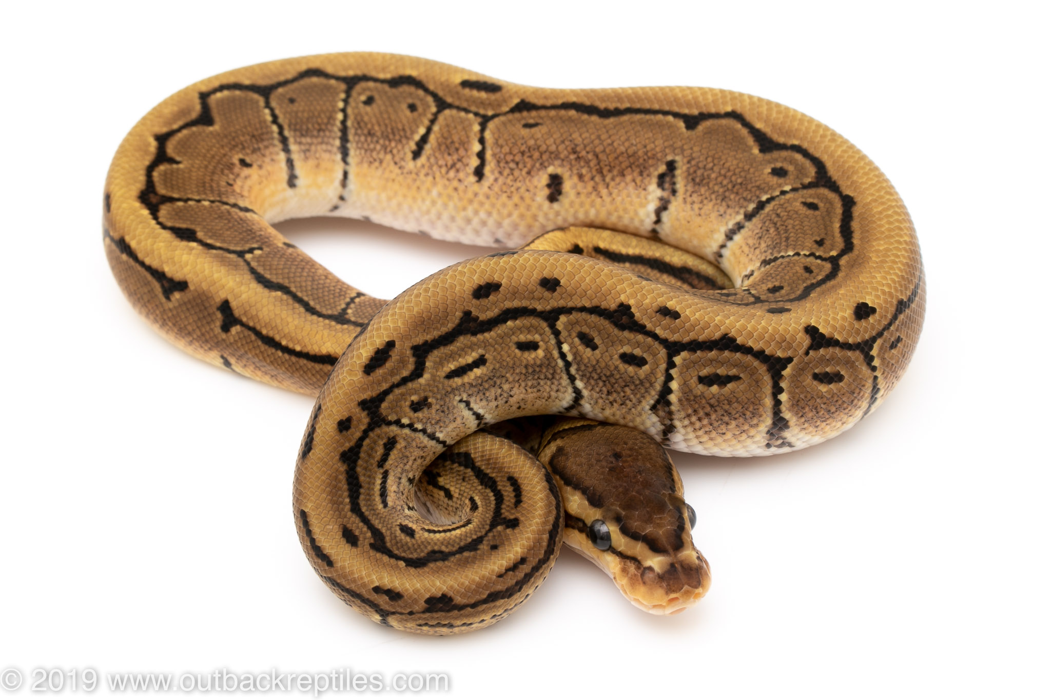 Pinstripe het Pied | Outback Reptiles