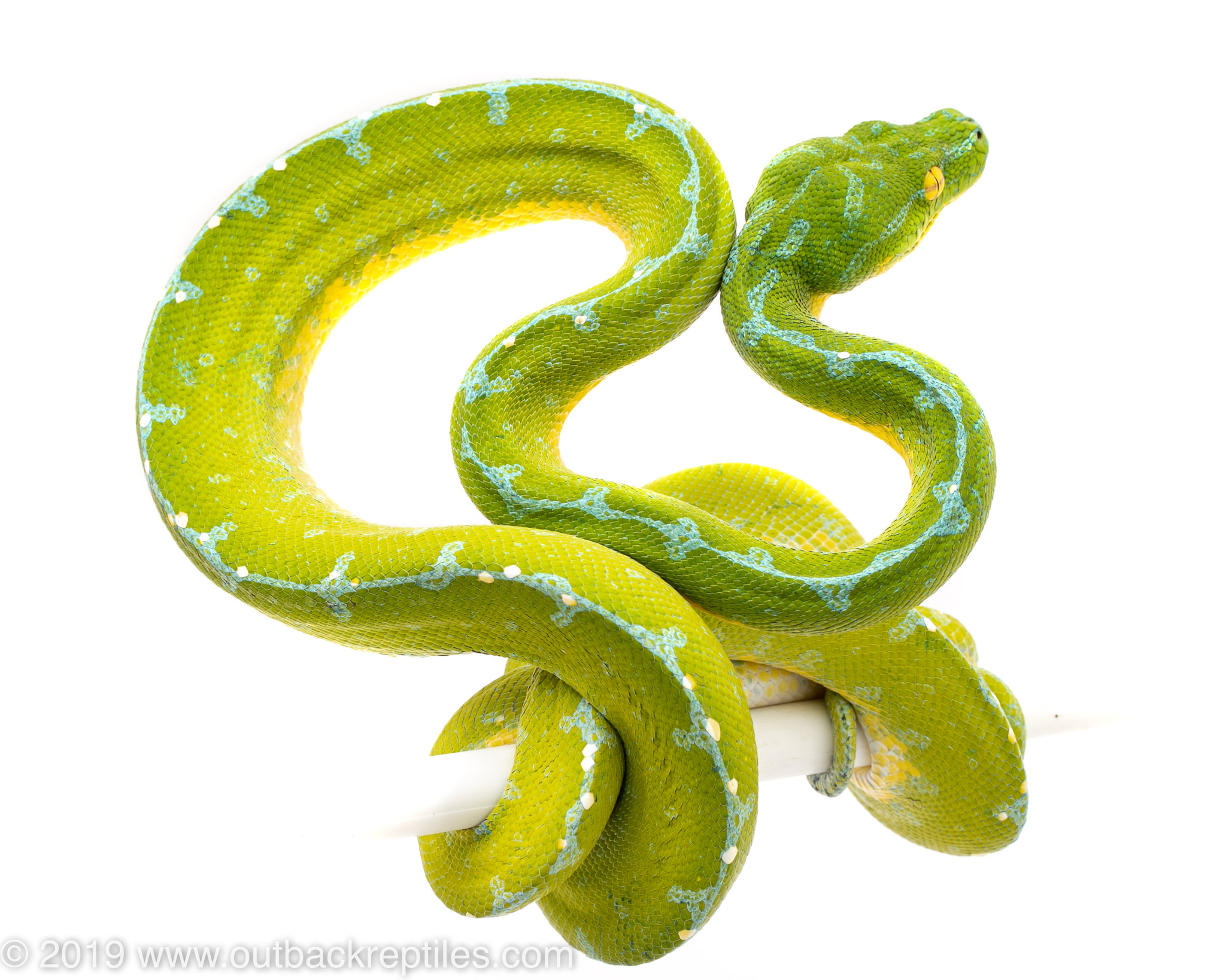 Sorong male-2 | Outback Reptiles