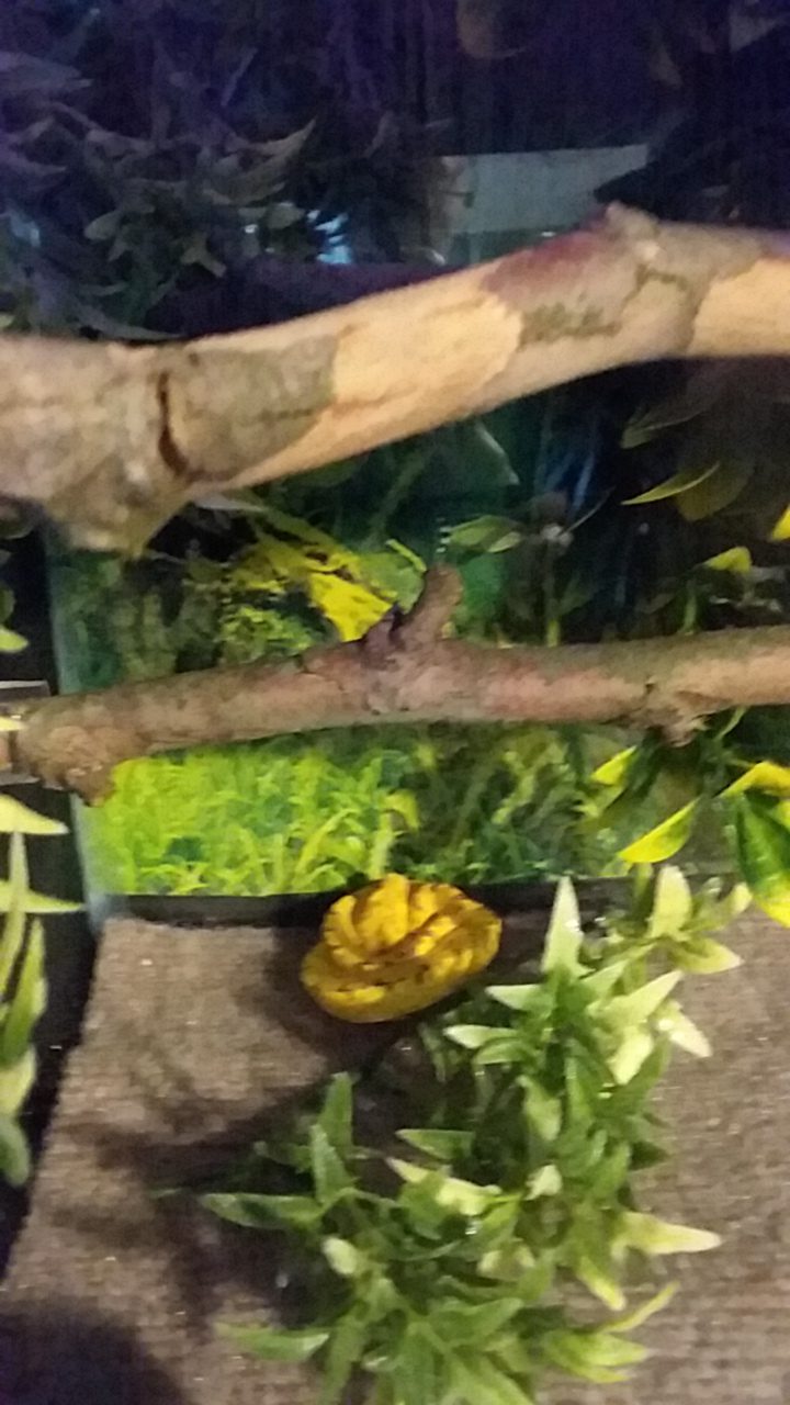 Green Tree Python Caging | Outback Reptiles