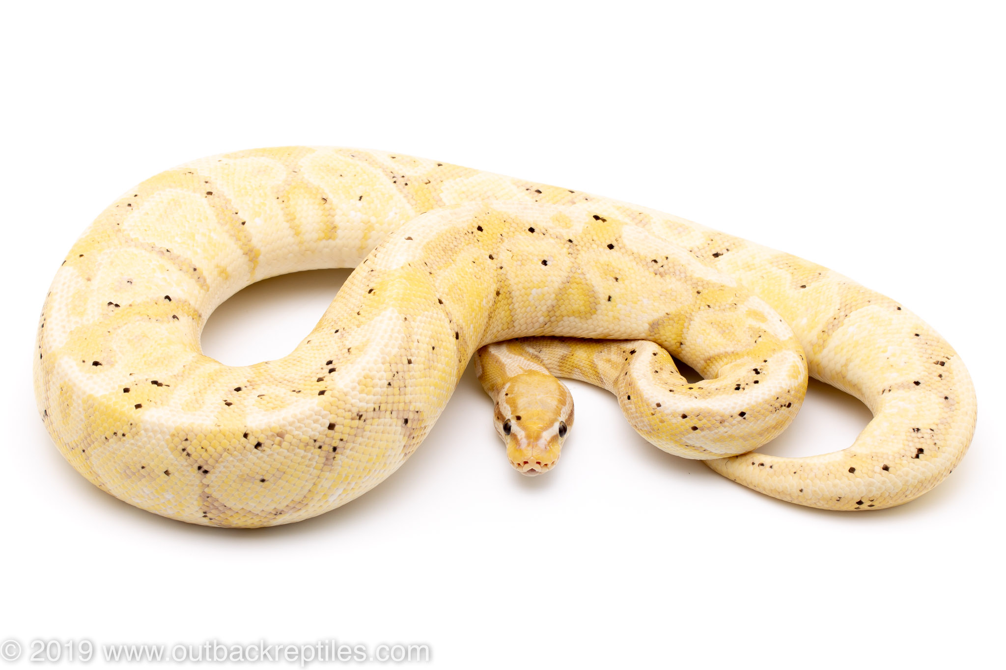 Banana het axanthic pied | Outback Reptiles