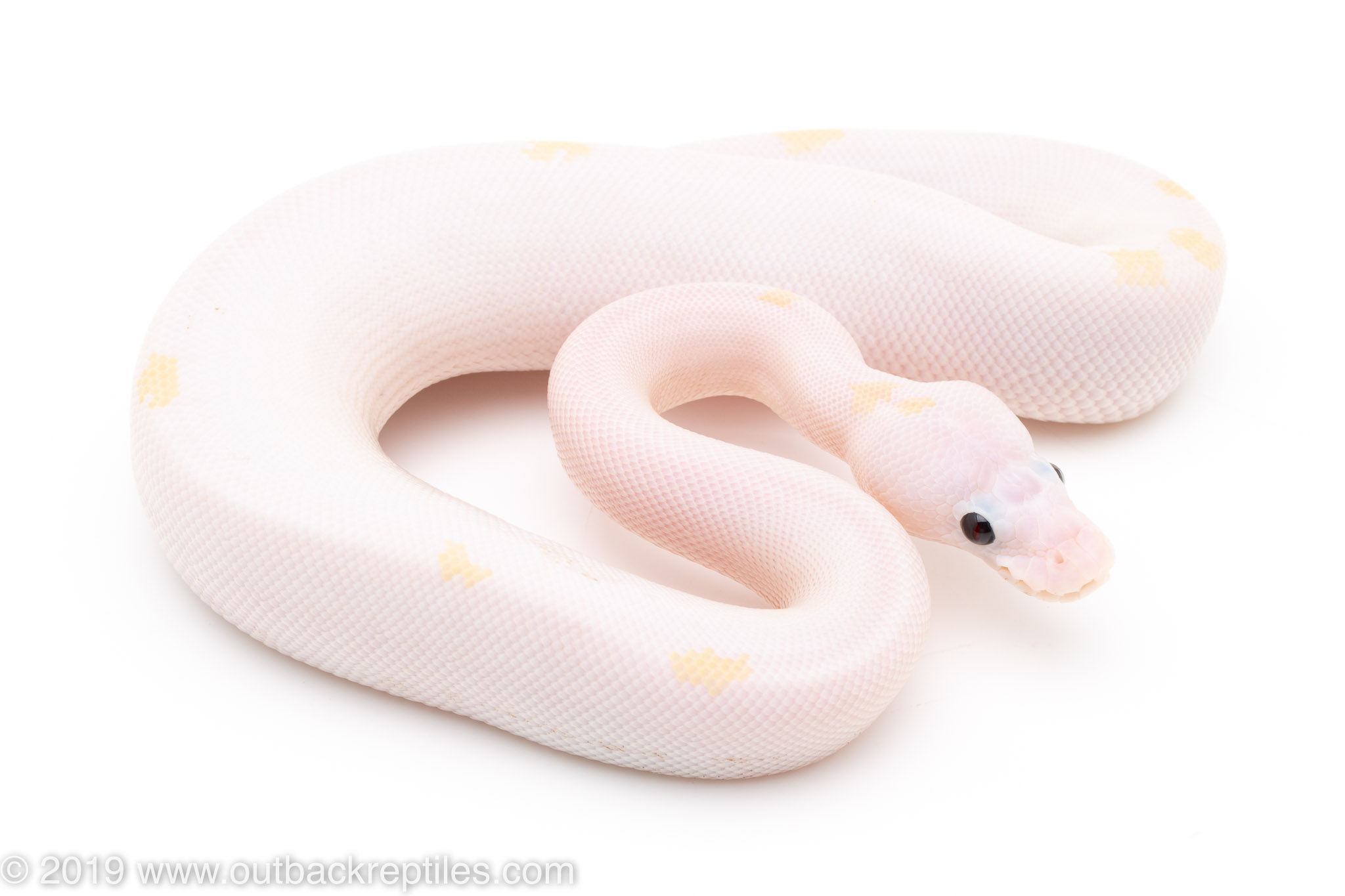 Enchi Super Fire | Outback Reptiles
