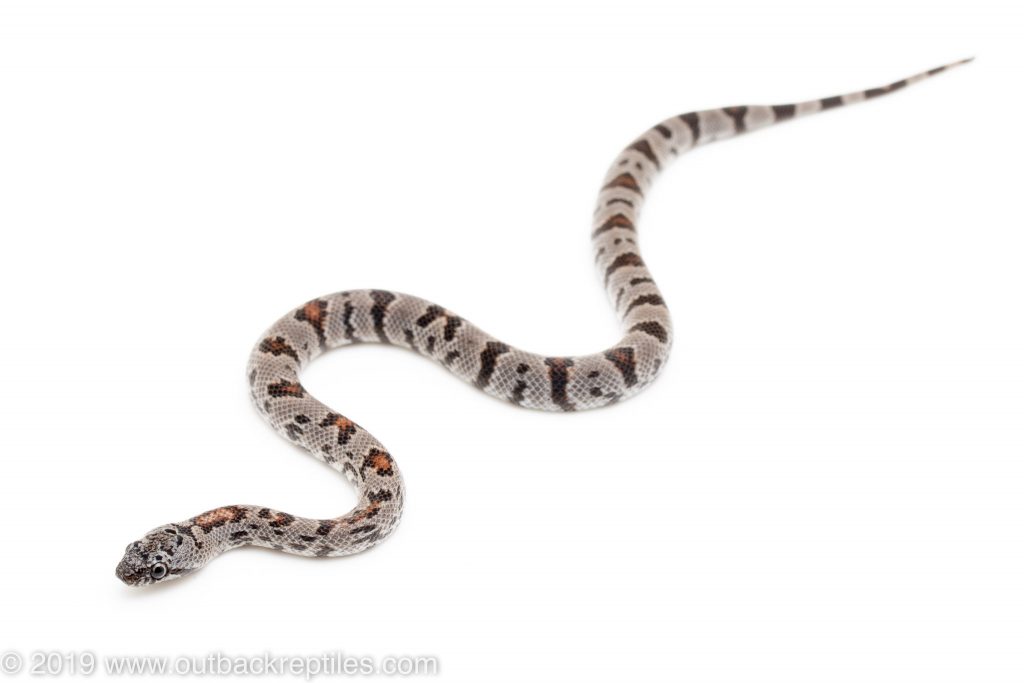 Gray Band Kingsnake female 1 | Outback Reptiles