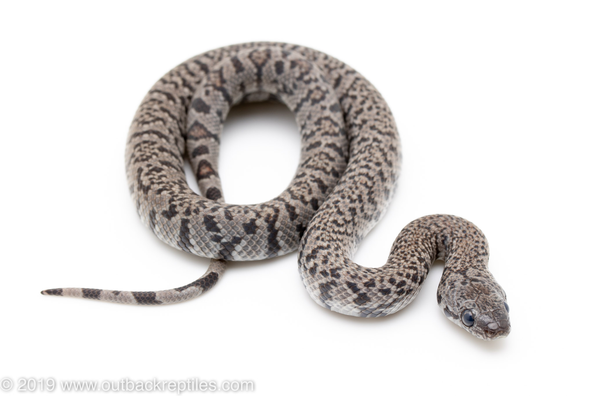 Gray Band Kingsnake female 3 | Outback Reptiles