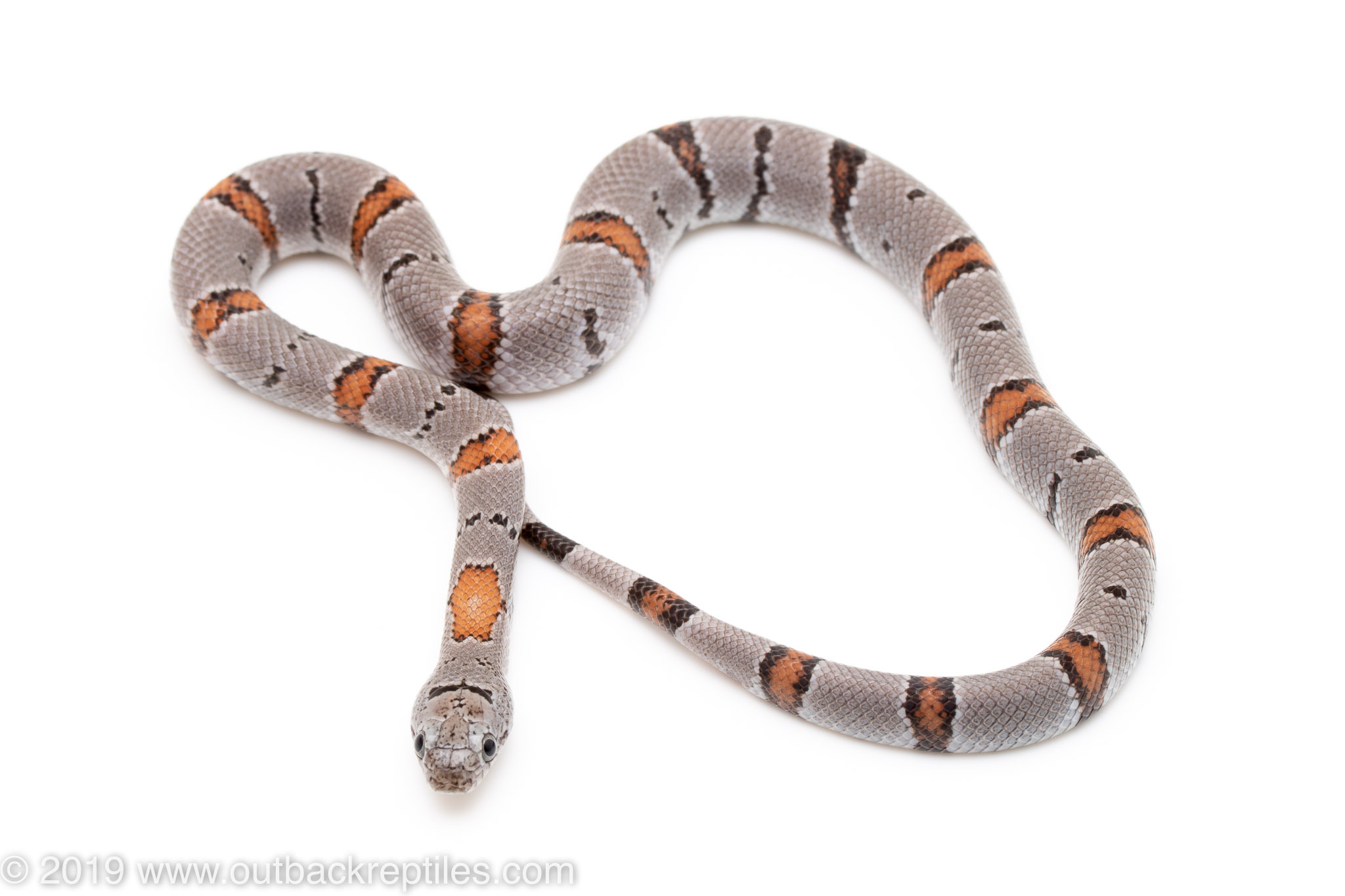 Gray Band Kingsnake male 2 | Outback Reptiles