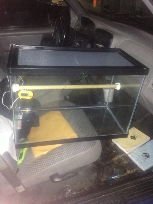 Green Tree Python Caging | Outback Reptiles