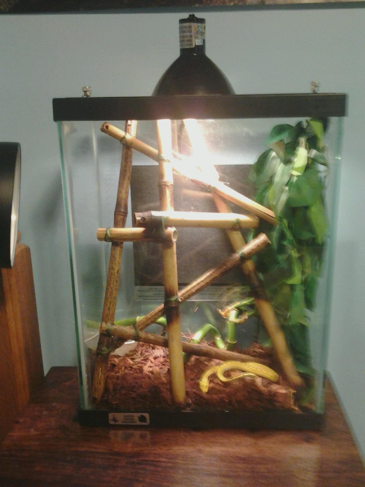 Green Tree Python Caging | Outback Reptiles