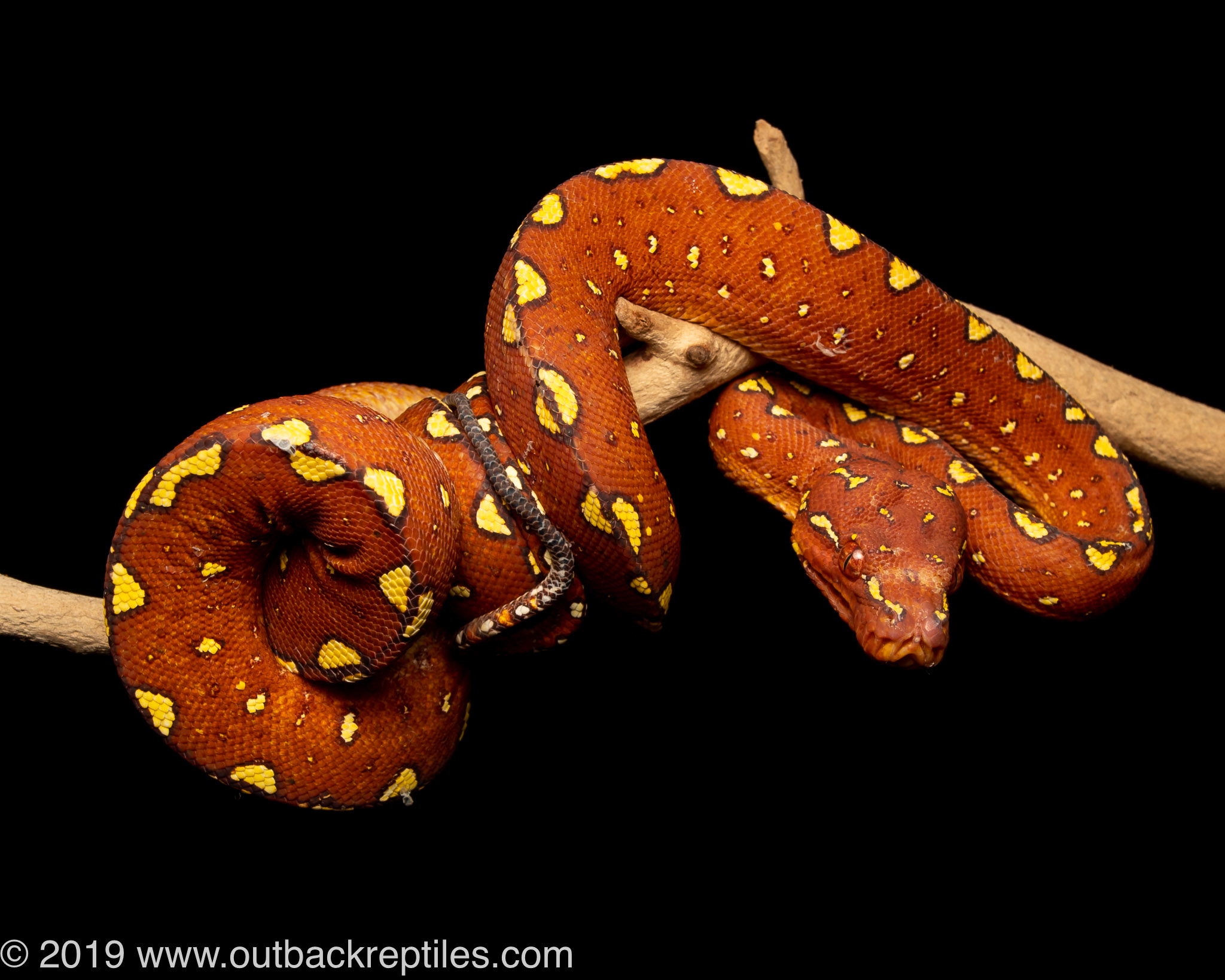 red biak 1 | Outback Reptiles
