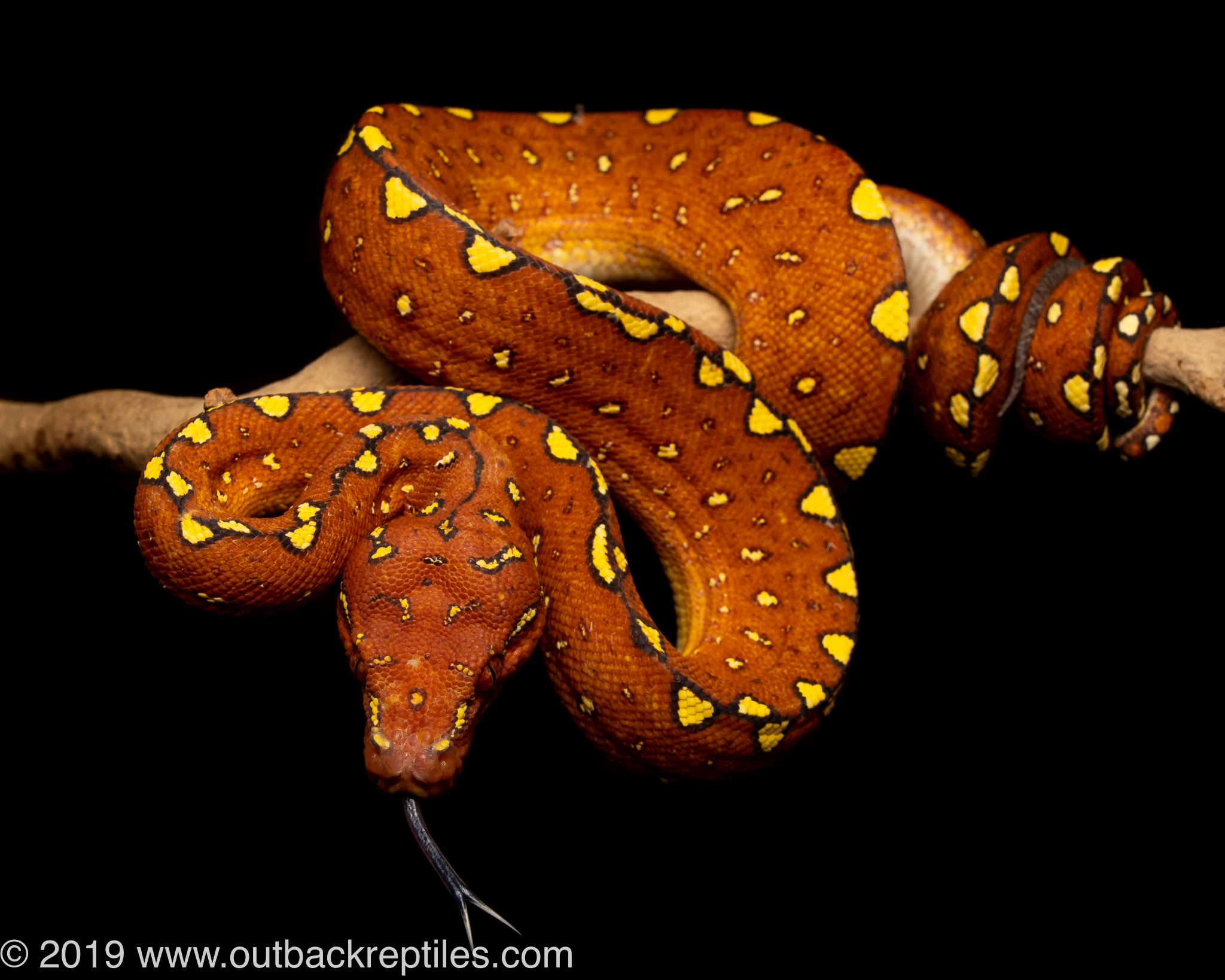 red biak 2 | Outback Reptiles