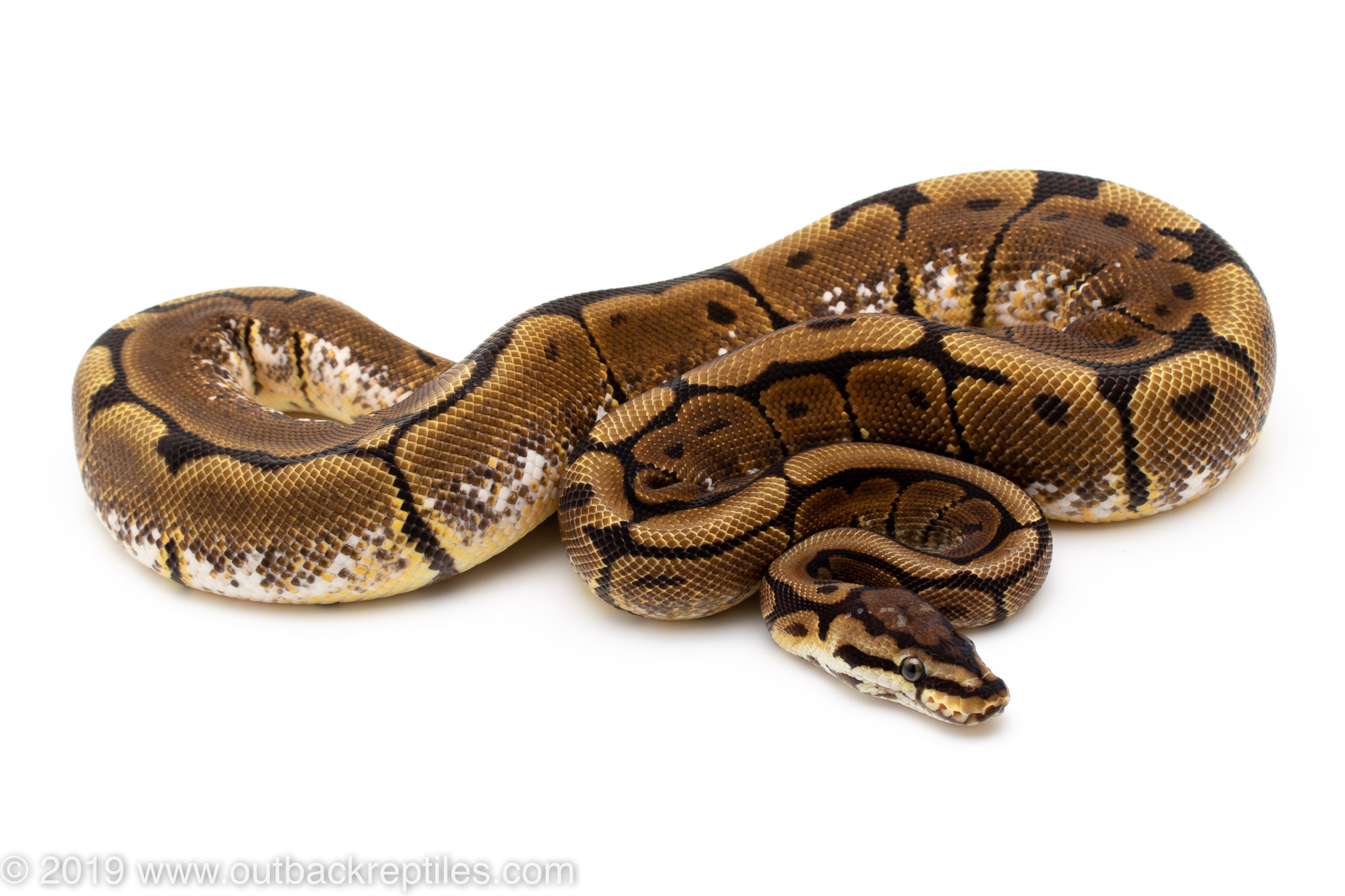 spider poss het pied | Outback Reptiles