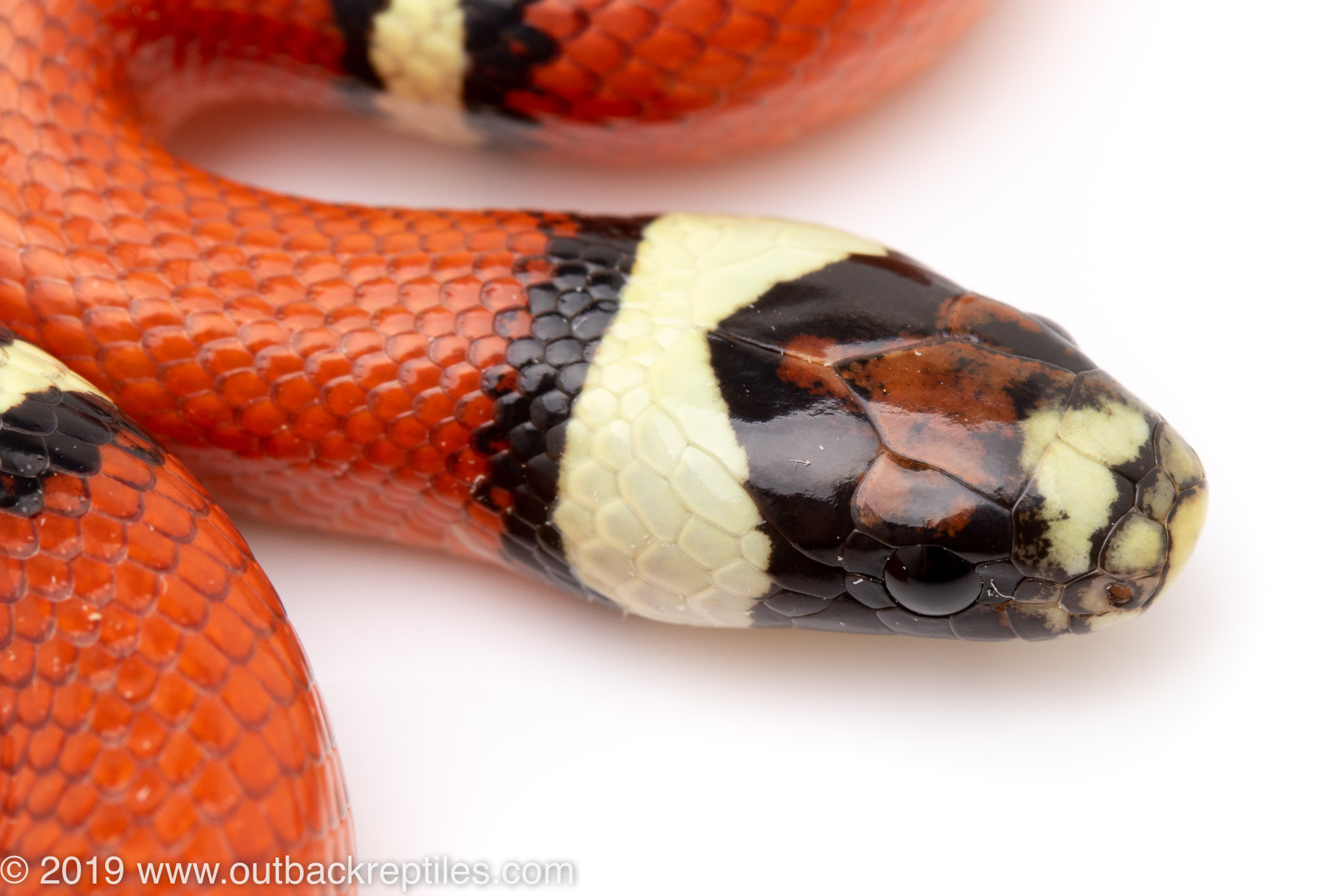 Sinaloan Milk Snake