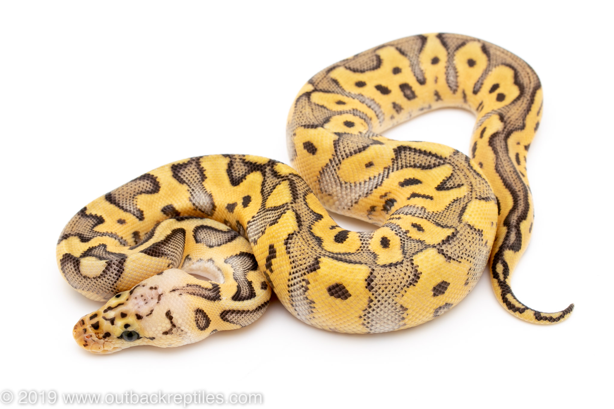 Killer Clown Ball Python