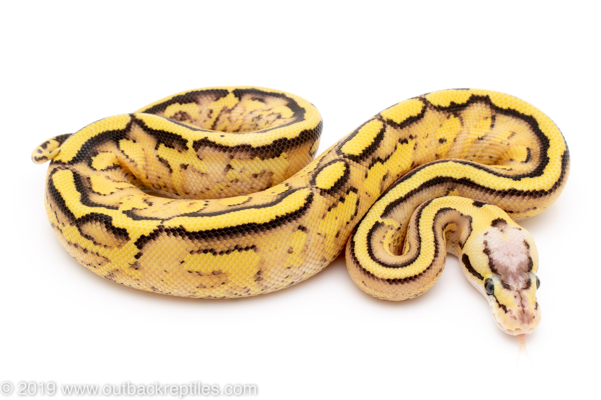 Pastel Super Stripe | Outback Reptiles