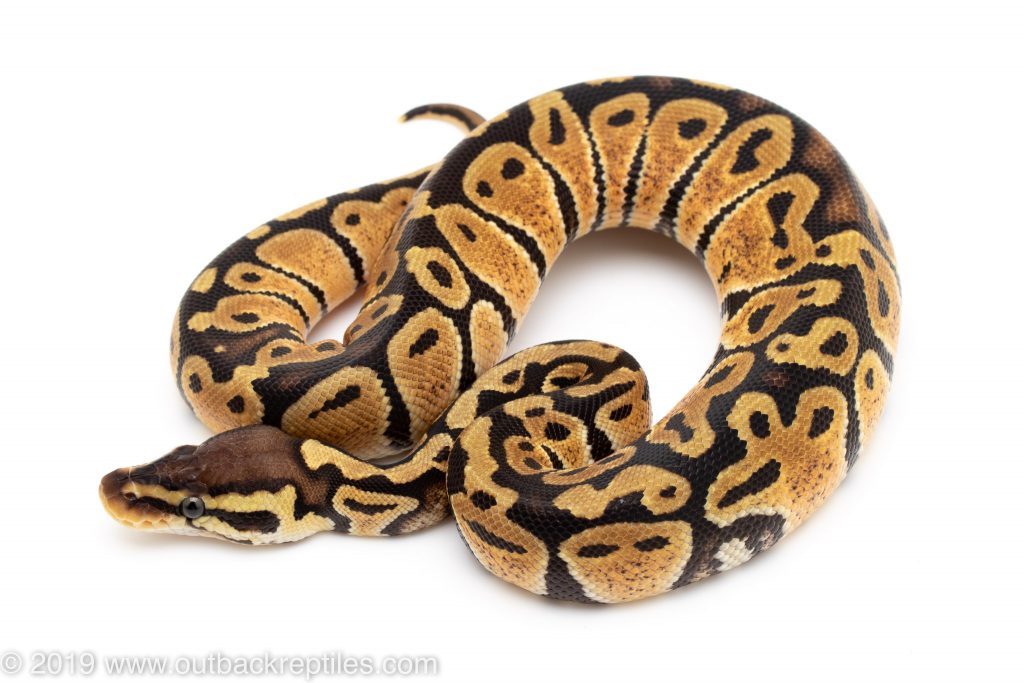 Pastel dh ghost pied female | Outback Reptiles