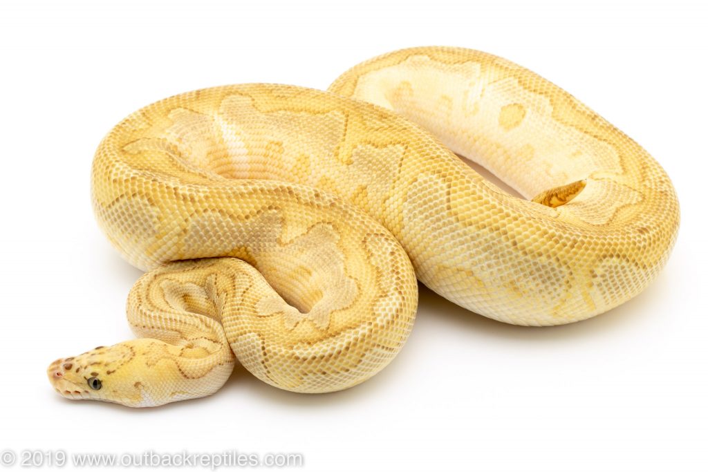 Pastel Lesser Clown Ball Python