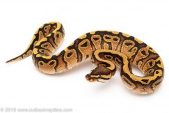 Volta Ball Pythons | Outback Reptiles
