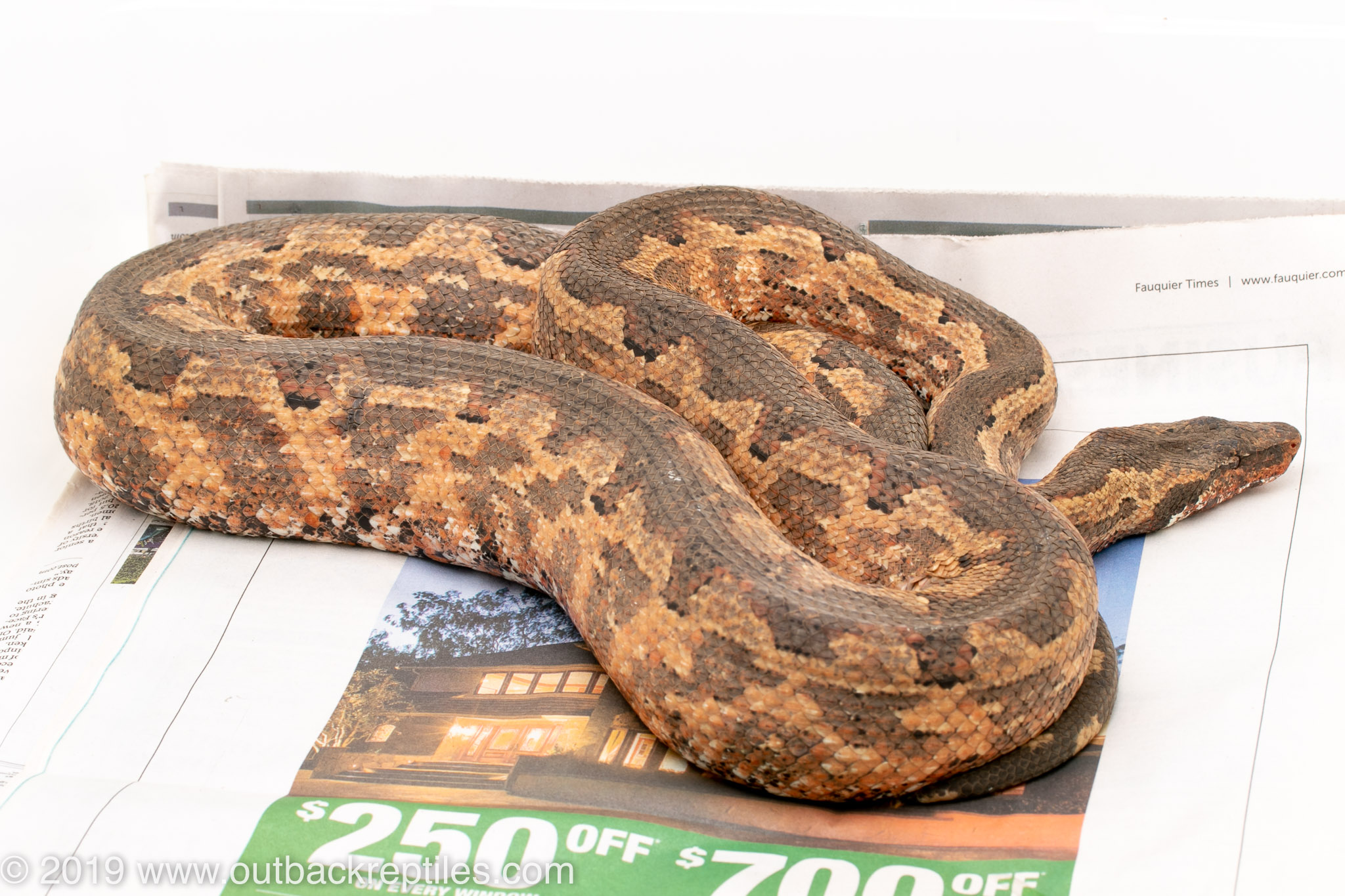 Solomon Island Boa 2 | Outback Reptiles