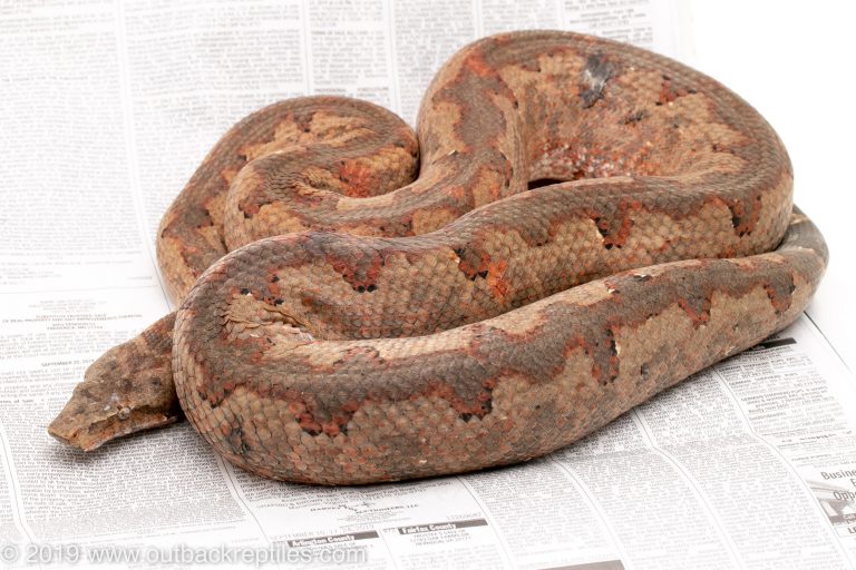 Solomon Island Boa 6 | Outback Reptiles
