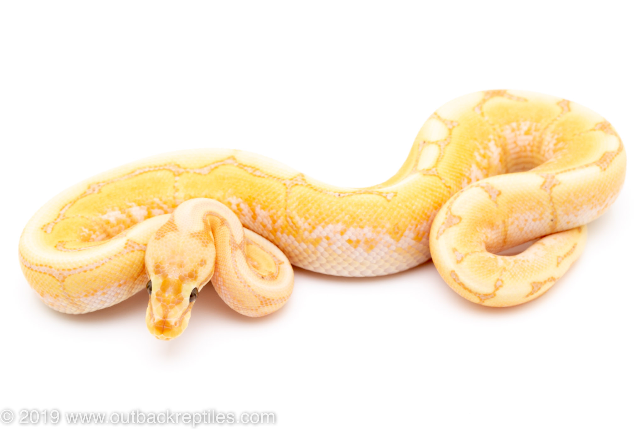 Spider Banana | Outback Reptiles