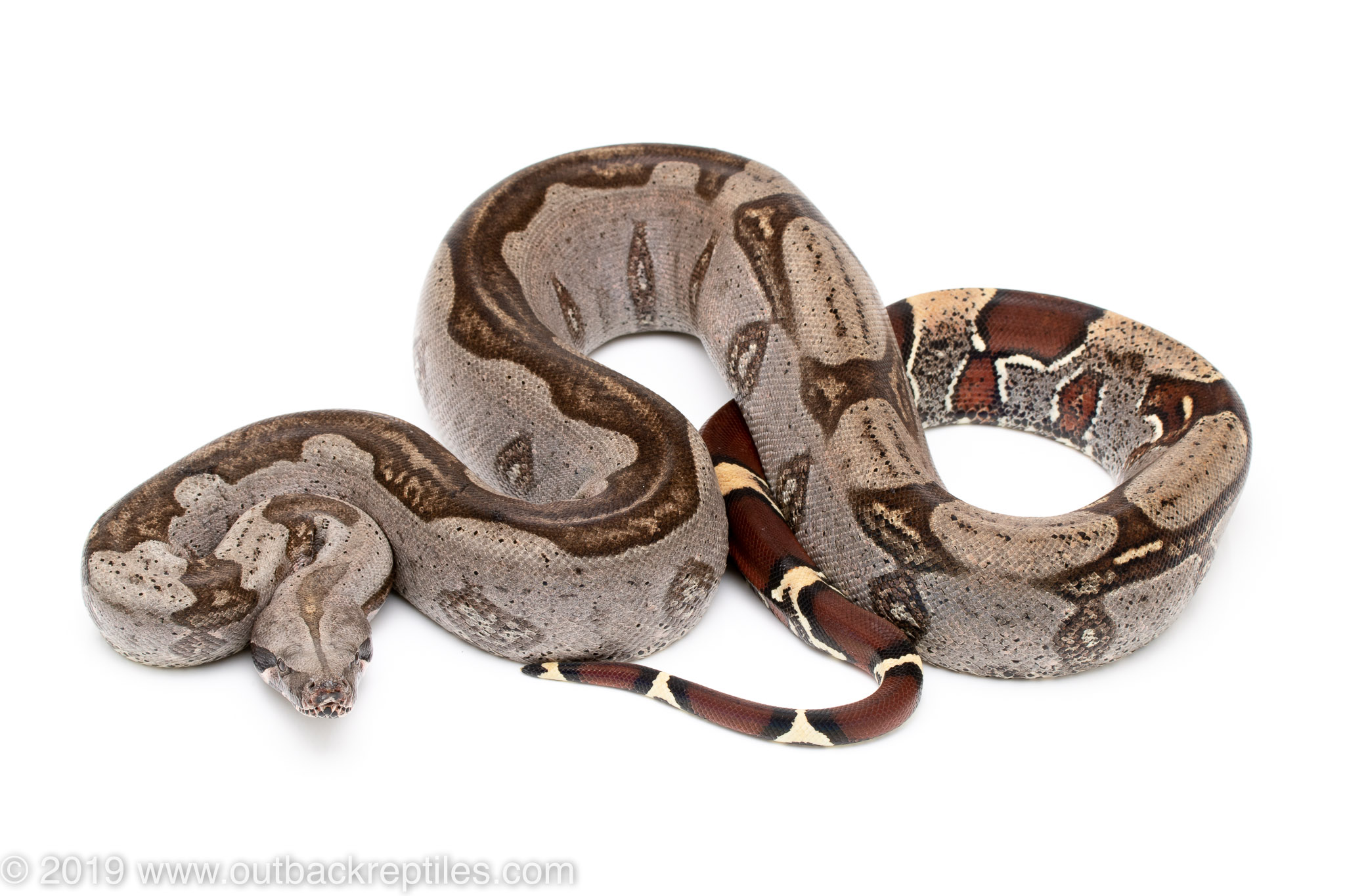 Striped female guyana boa | Outback Reptiles
