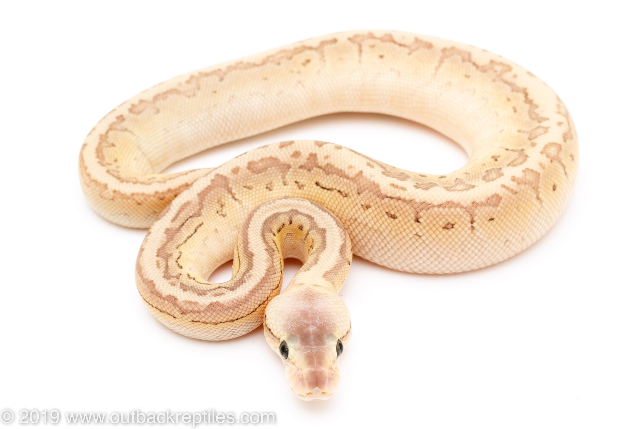 Pastel Super Fire Ball Python