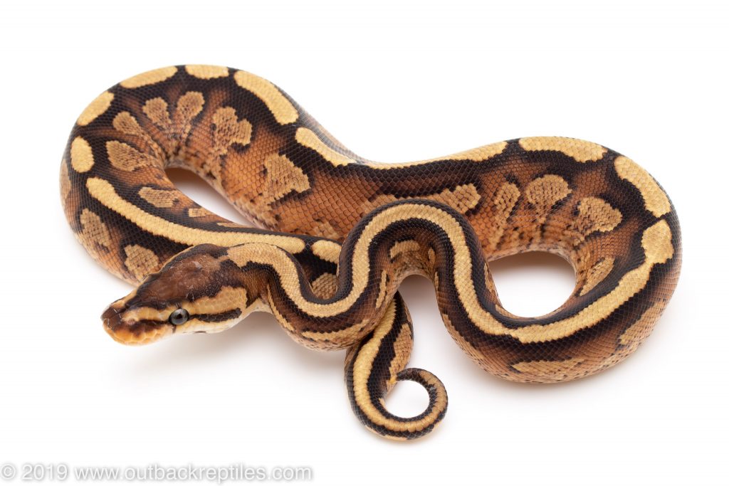 Super Stripe | Outback Reptiles