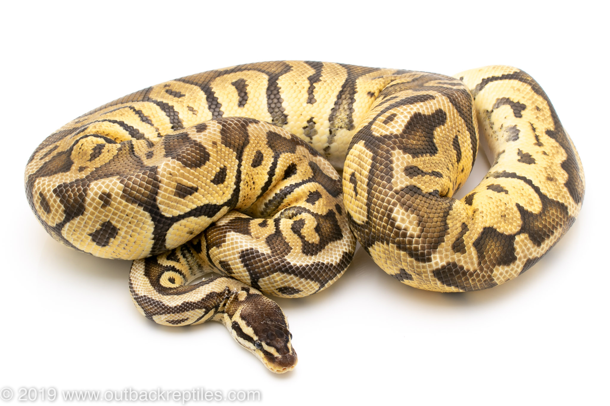 super pastel ph clown female | Outback Reptiles