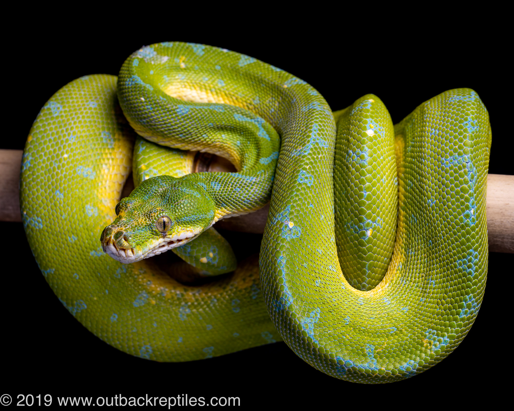 CB. manokwari male | Outback Reptiles