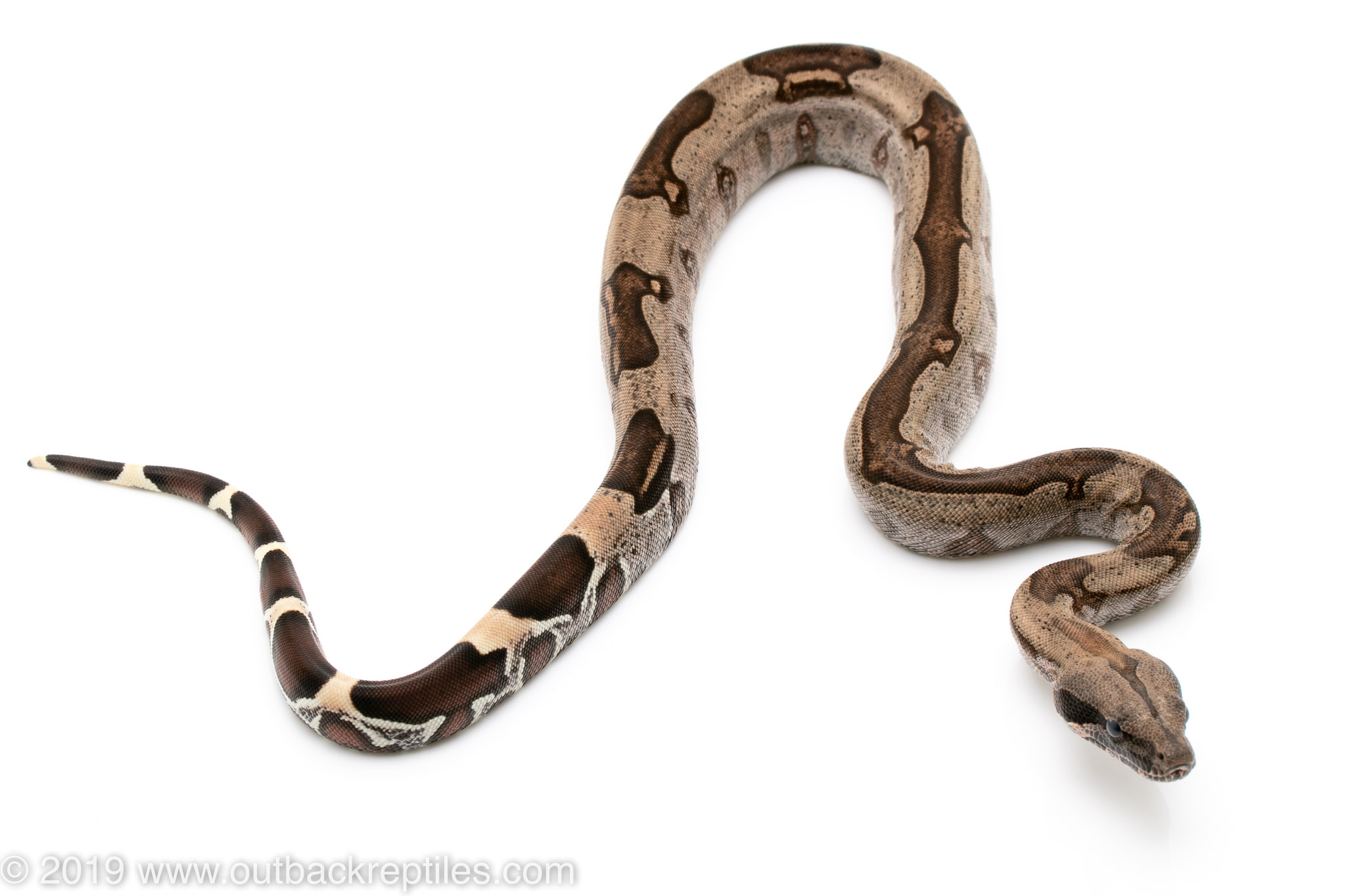 Chunky Stripe Guyana | Outback Reptiles