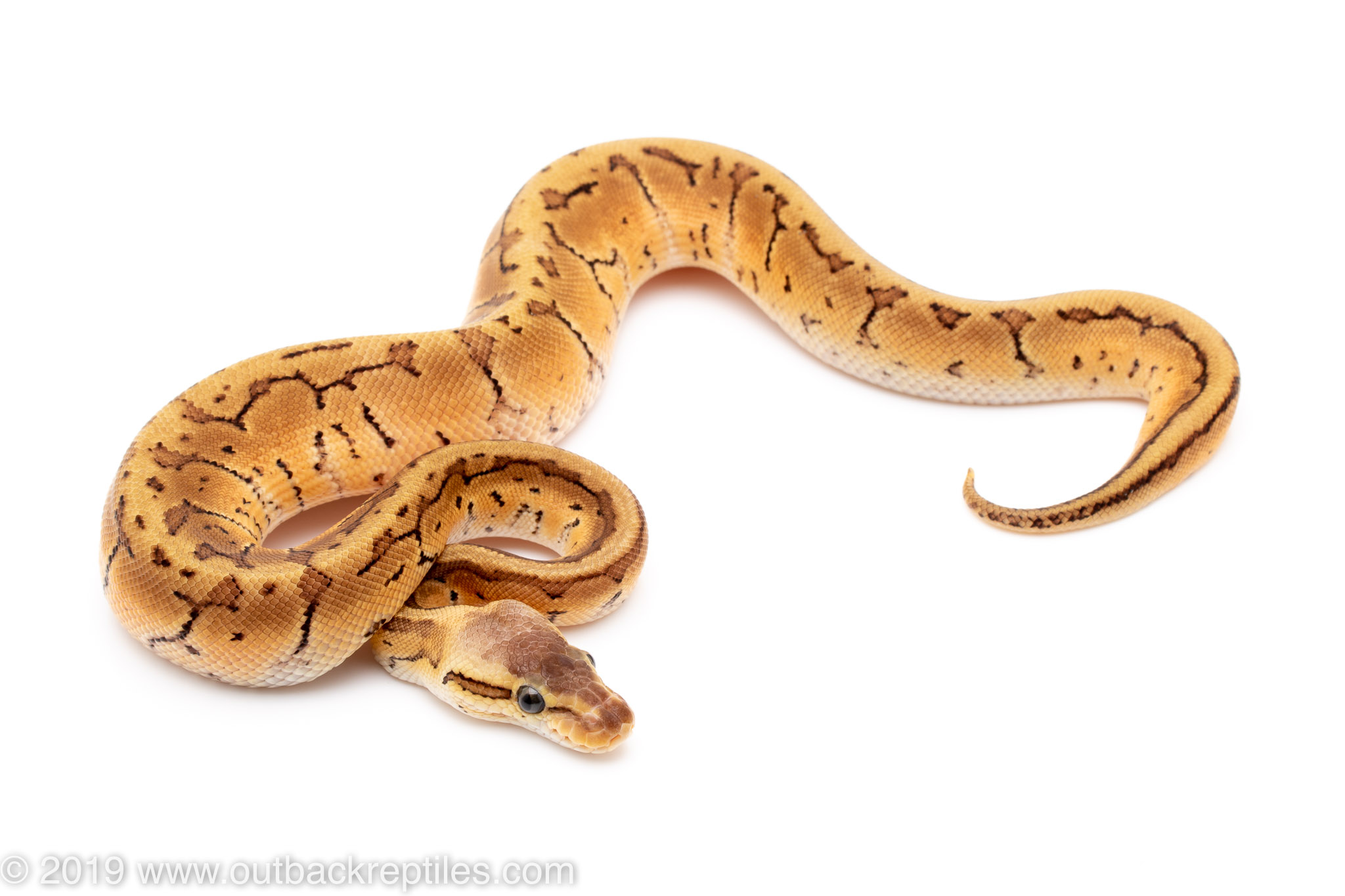 Lemon Blast | Outback Reptiles