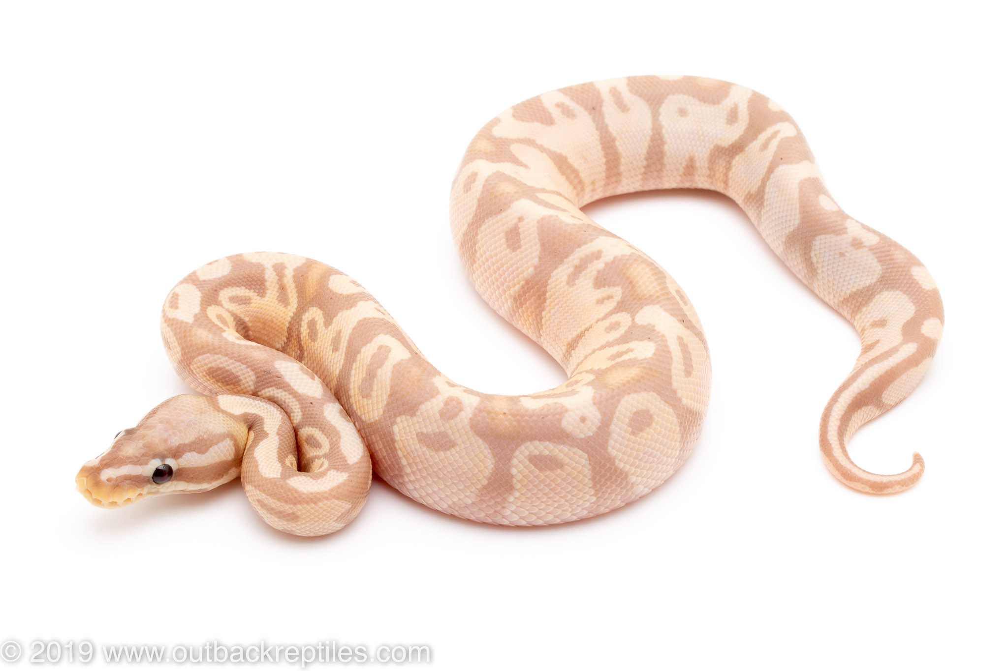 PAstel Banana | Outback Reptiles