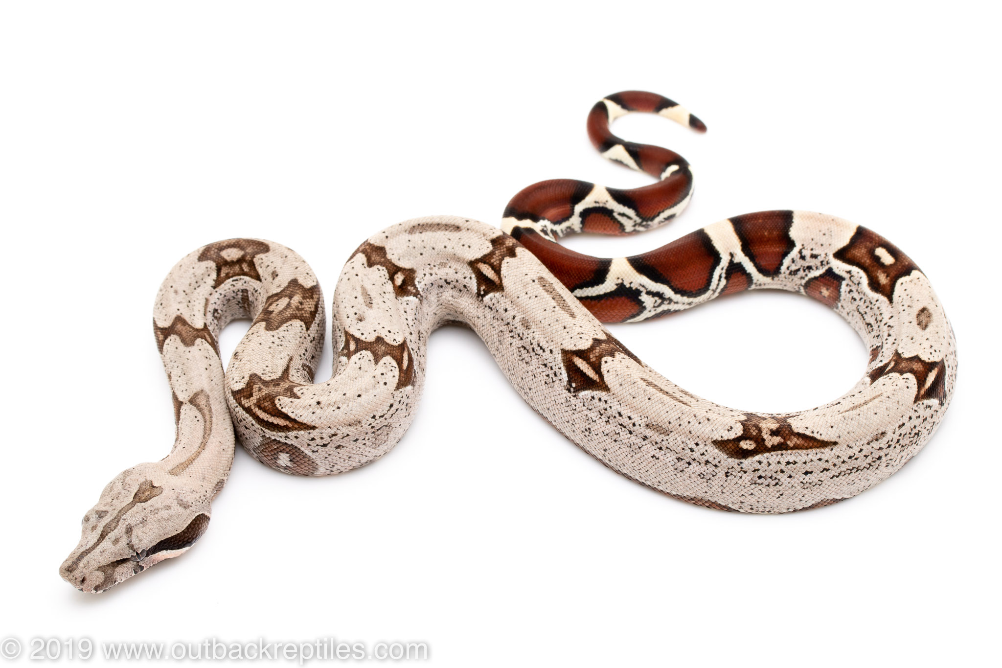 Suriname male 2 | Outback Reptiles
